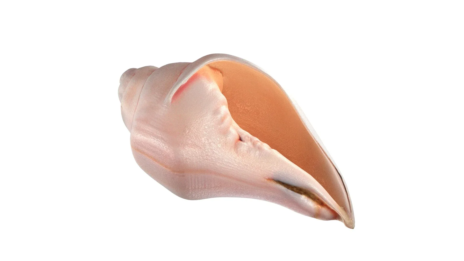 Conch shell v5 - FlippedNormals