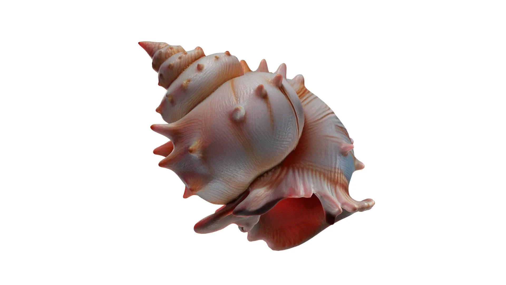 Conch shell v10 - FlippedNormals