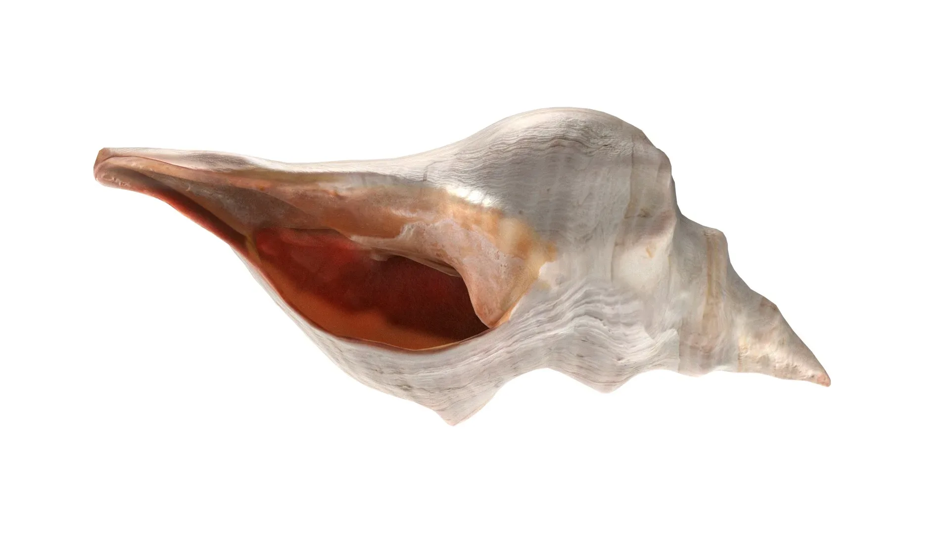 Horse conch - FlippedNormals