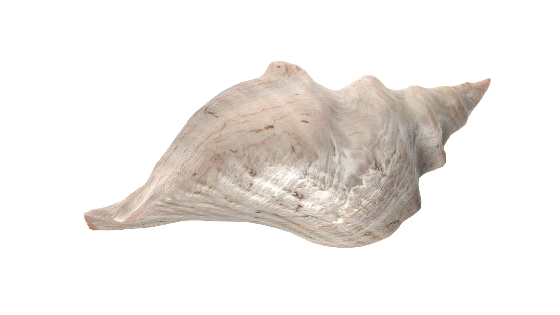 Horse conch - FlippedNormals