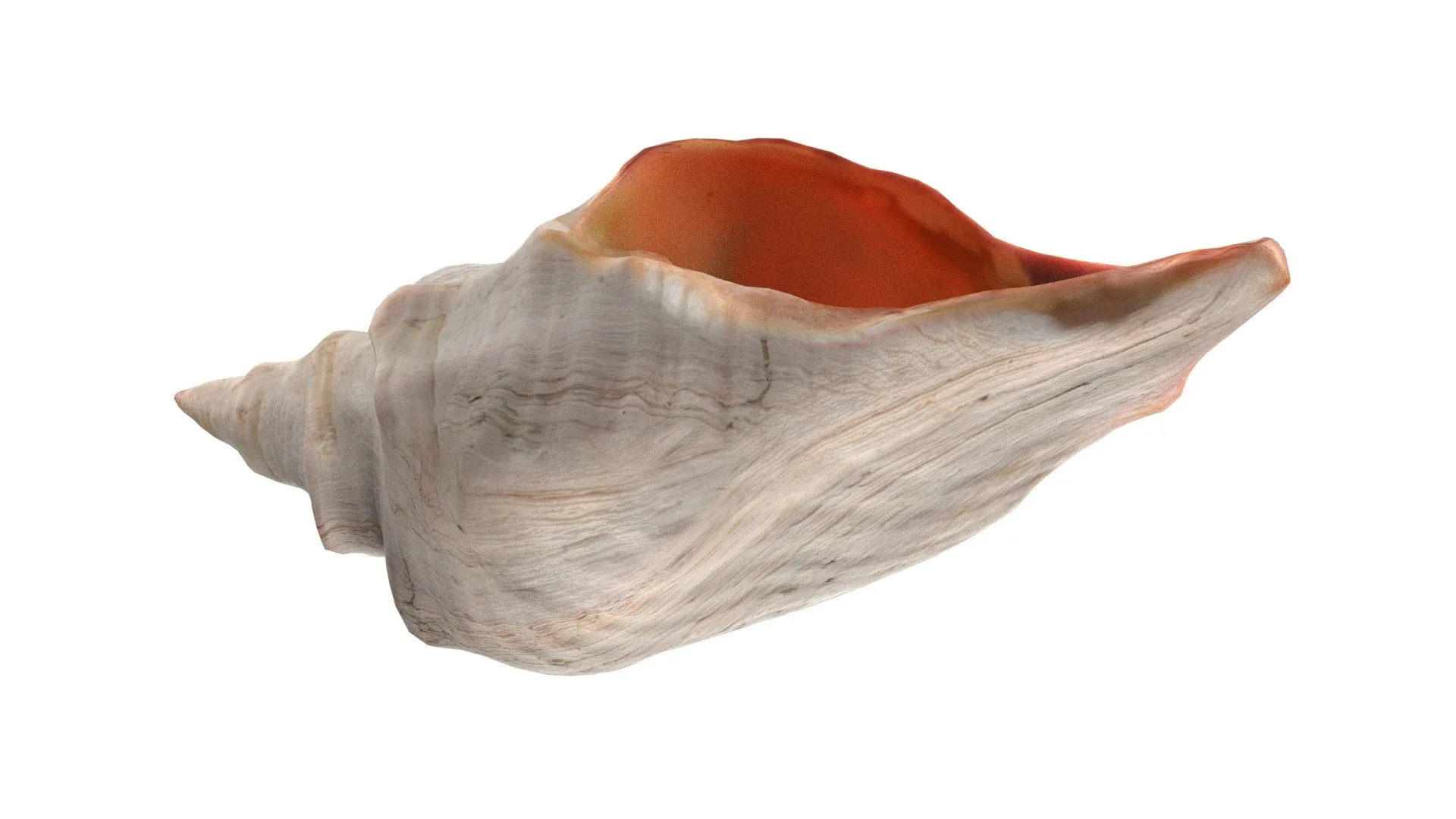 Horse conch - FlippedNormals