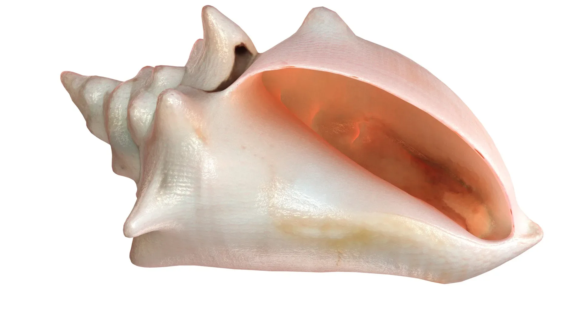 Conch Shell Collection - FlippedNormals