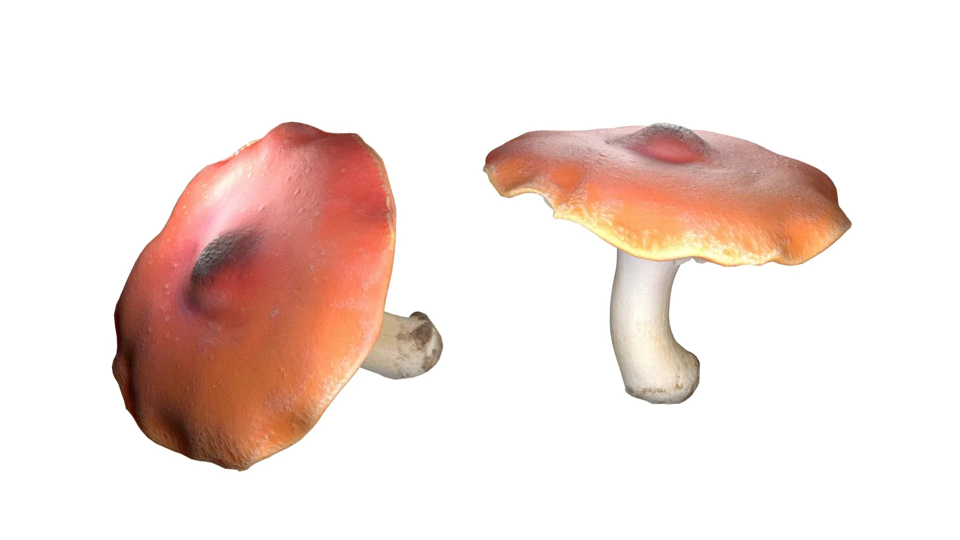 Mushroom 7 - FlippedNormals