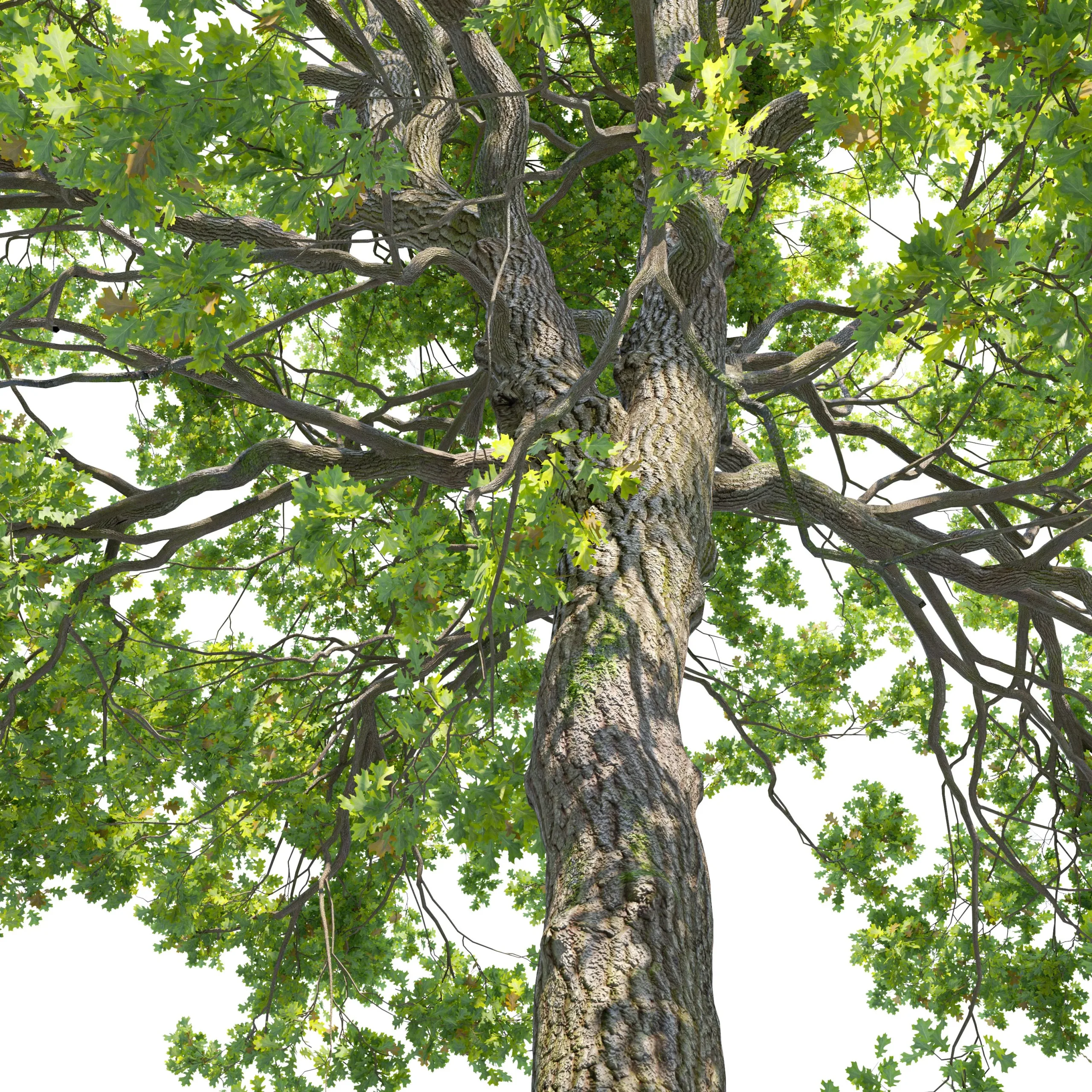 Oak tree 09 - FlippedNormals