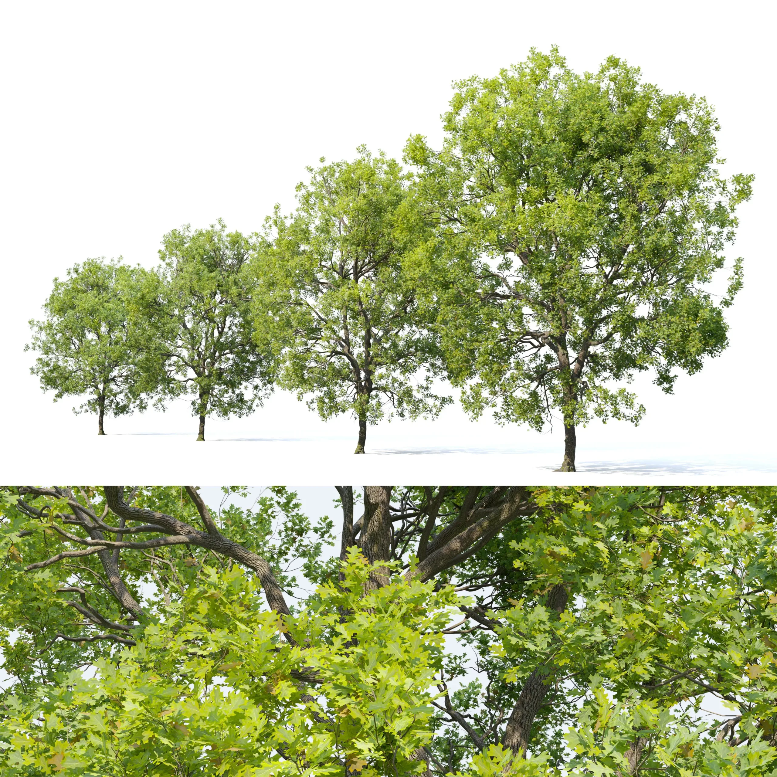 Oak tree 09 - FlippedNormals