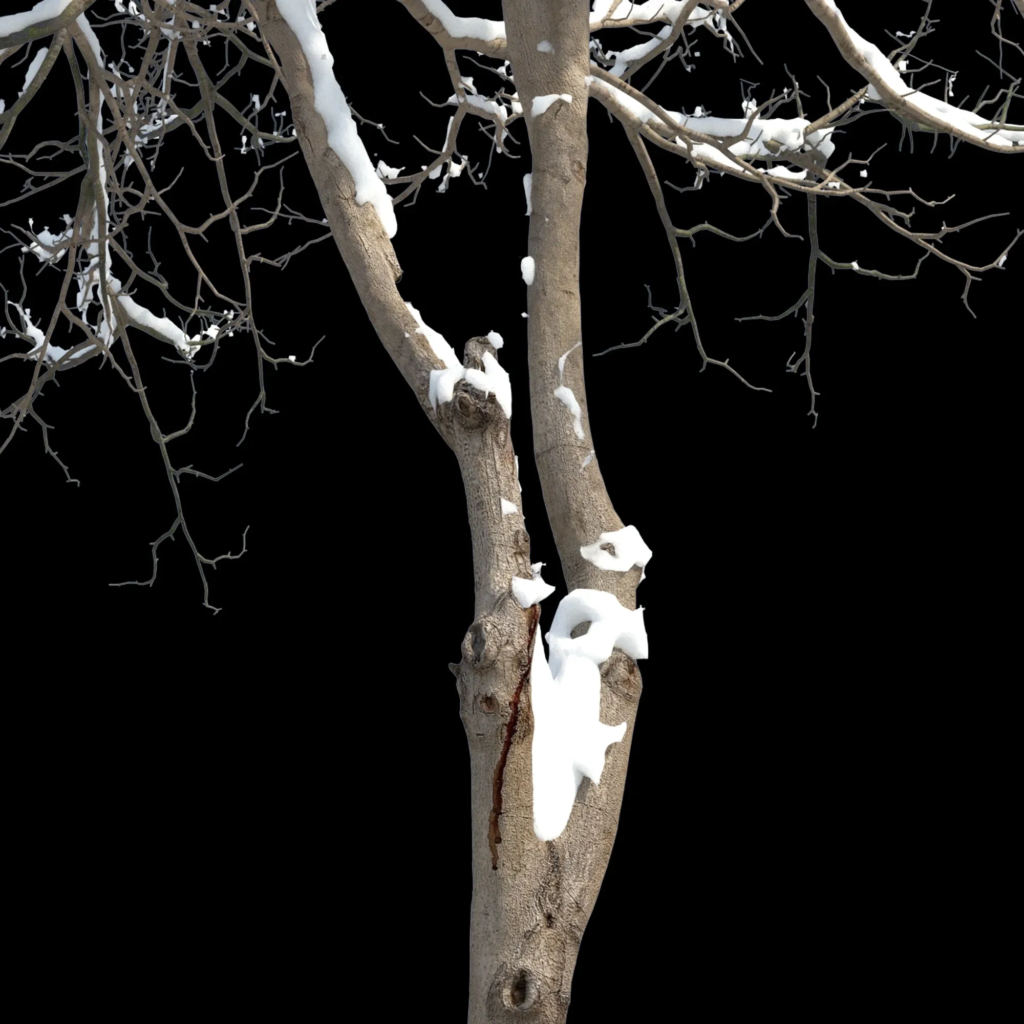 Winter Dogwood tree - FlippedNormals