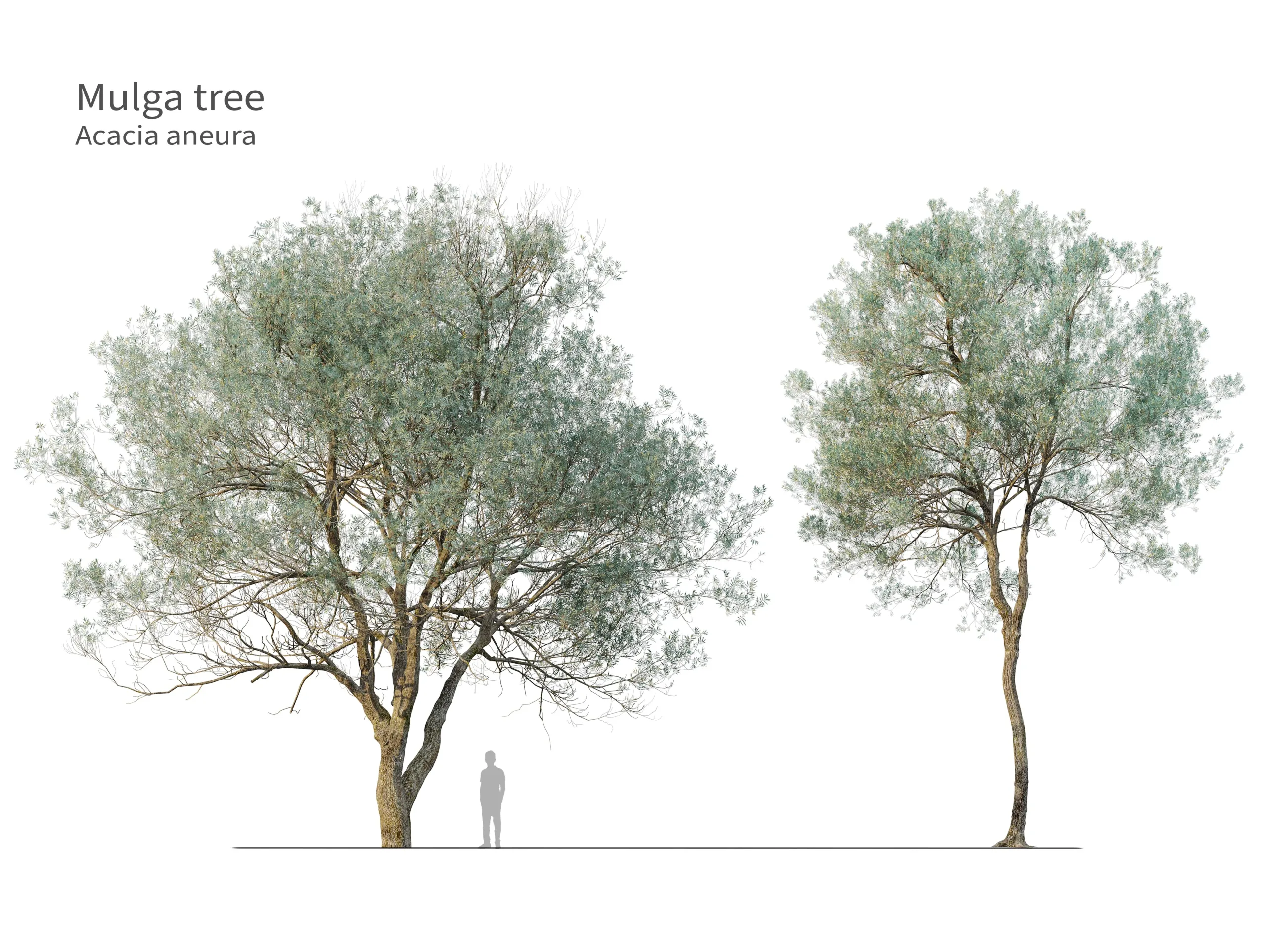 Mulga tree - FlippedNormals