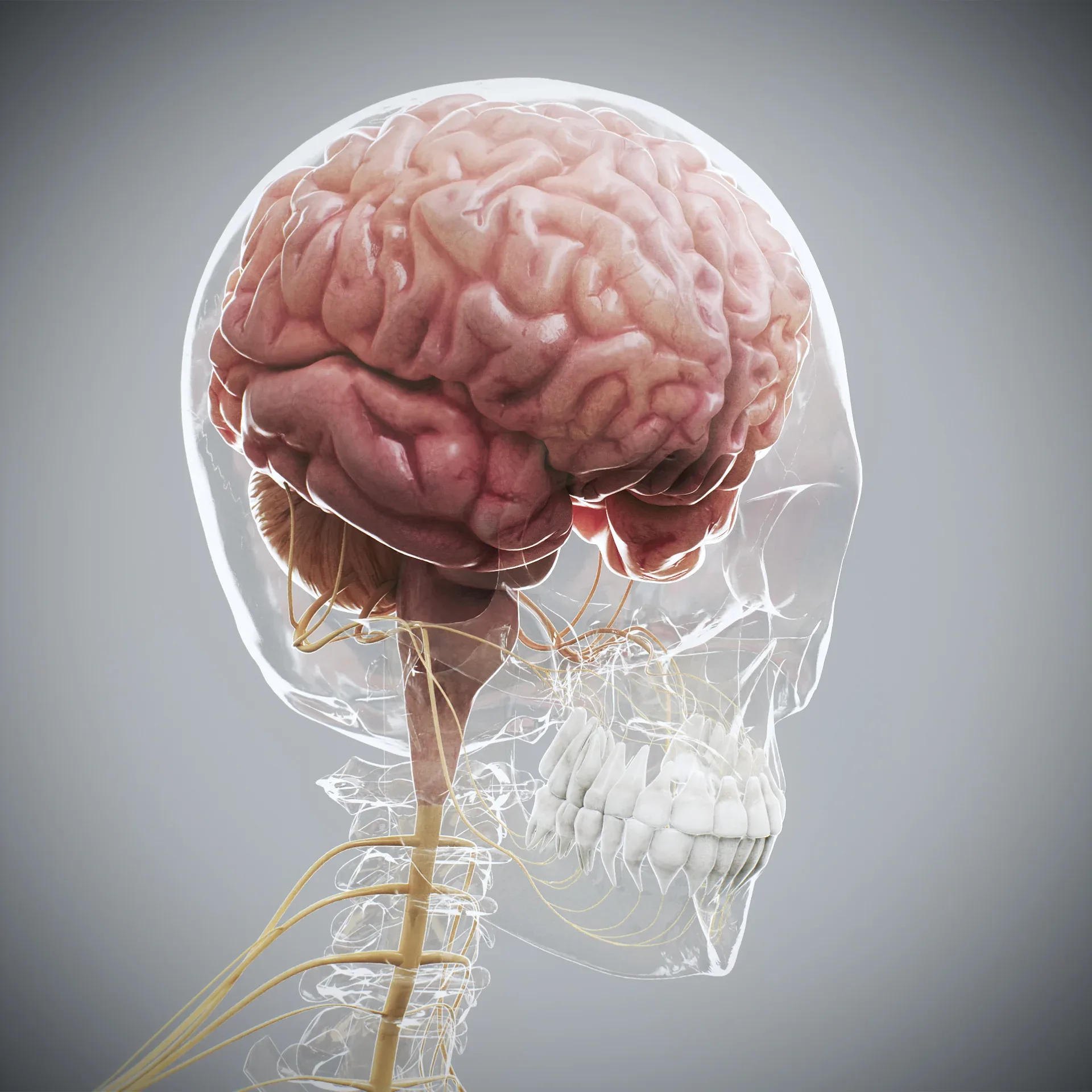 Human Female Complete Anatomy - FlippedNormals