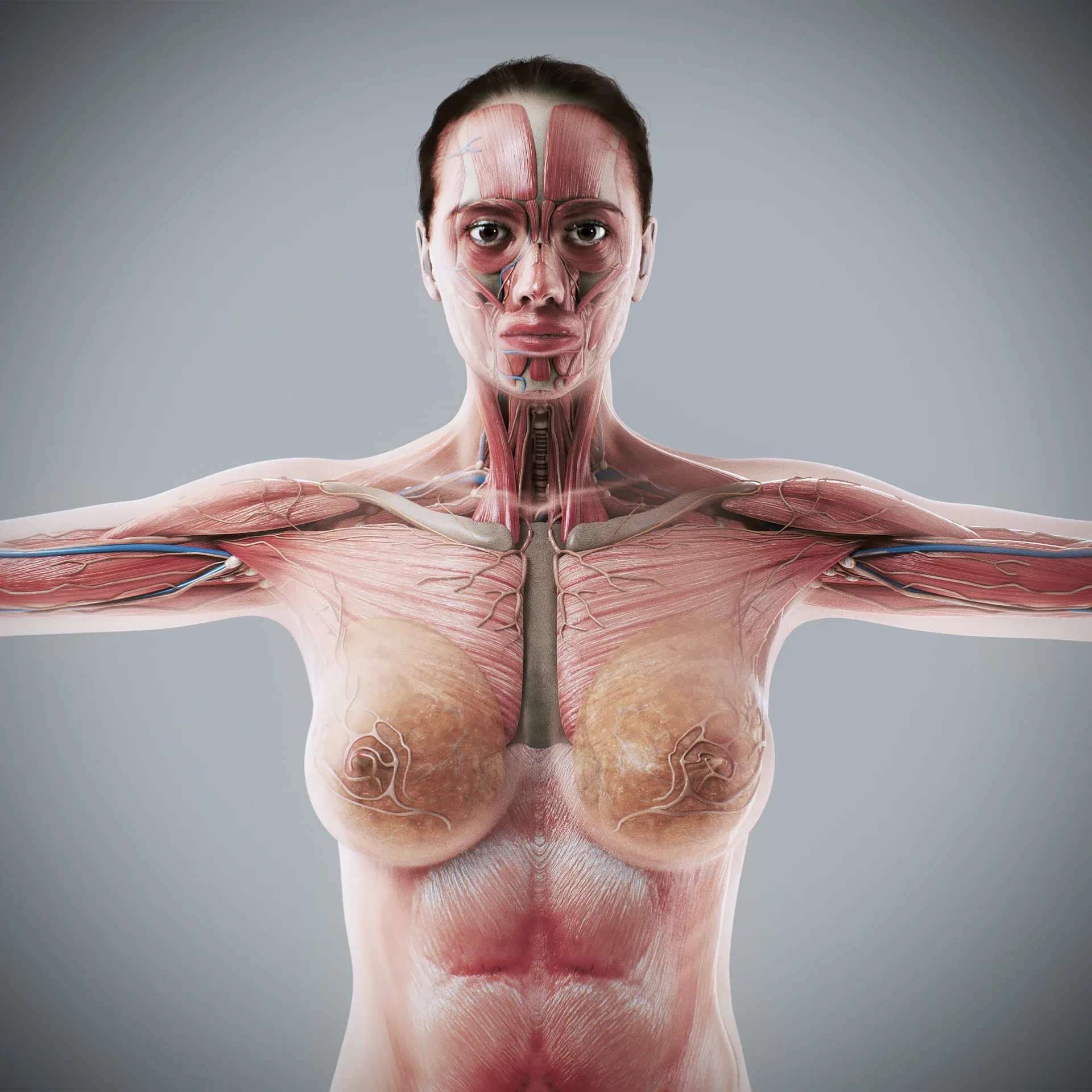 Human Female Complete Anatomy - FlippedNormals