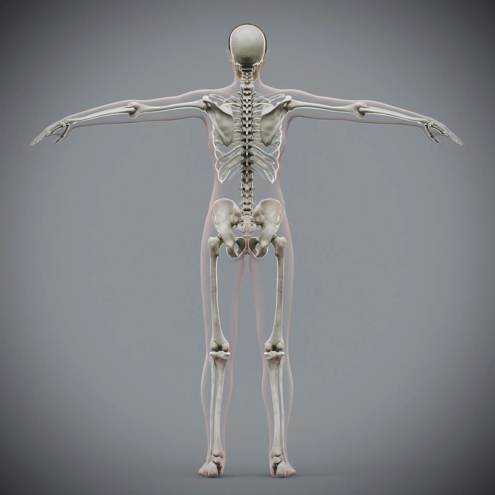 Human Female Skeletal Anatomy - FlippedNormals