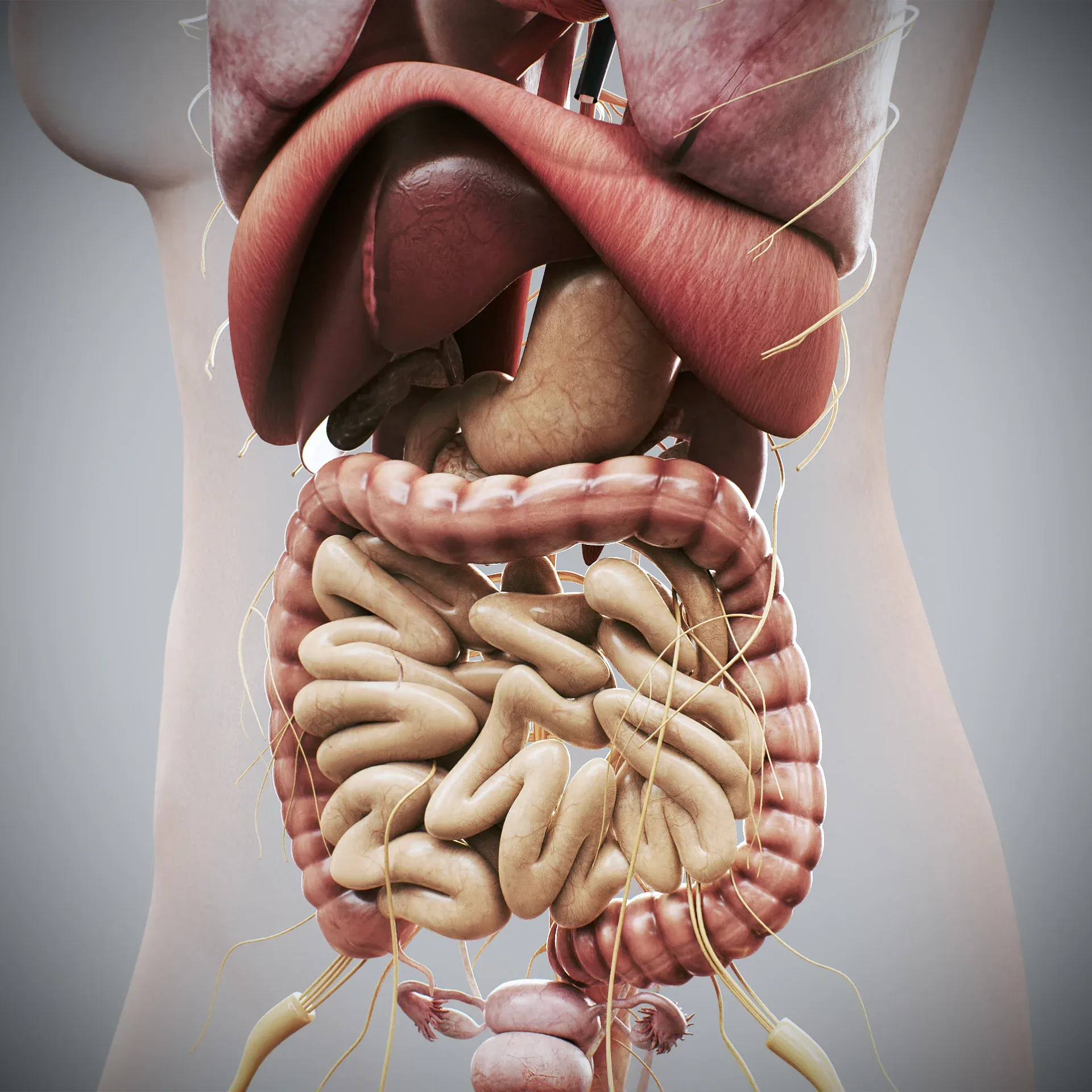 Human Female Internal Organs Anatomy - FlippedNormals