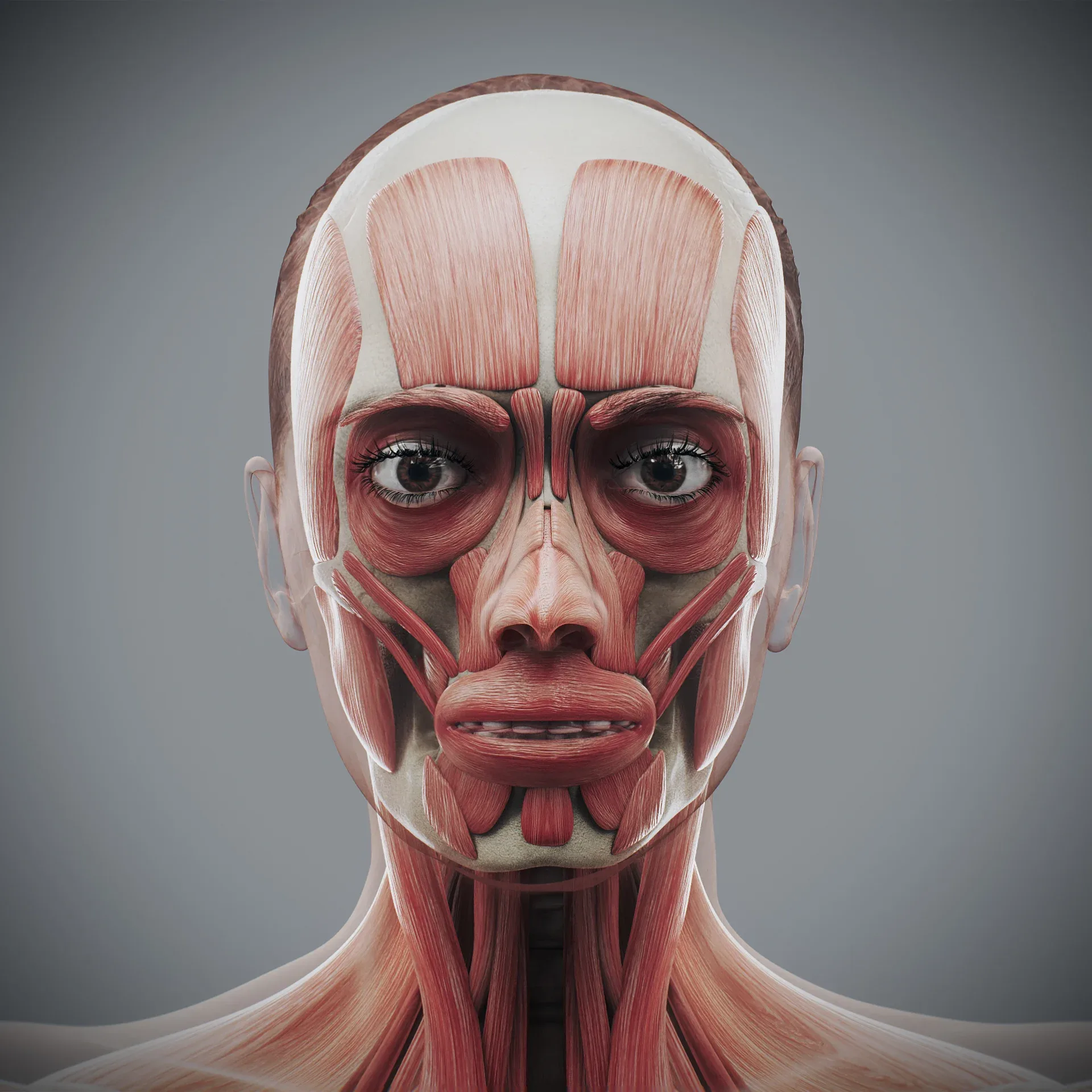 Human Female Skeletal and Muscular - FlippedNormals