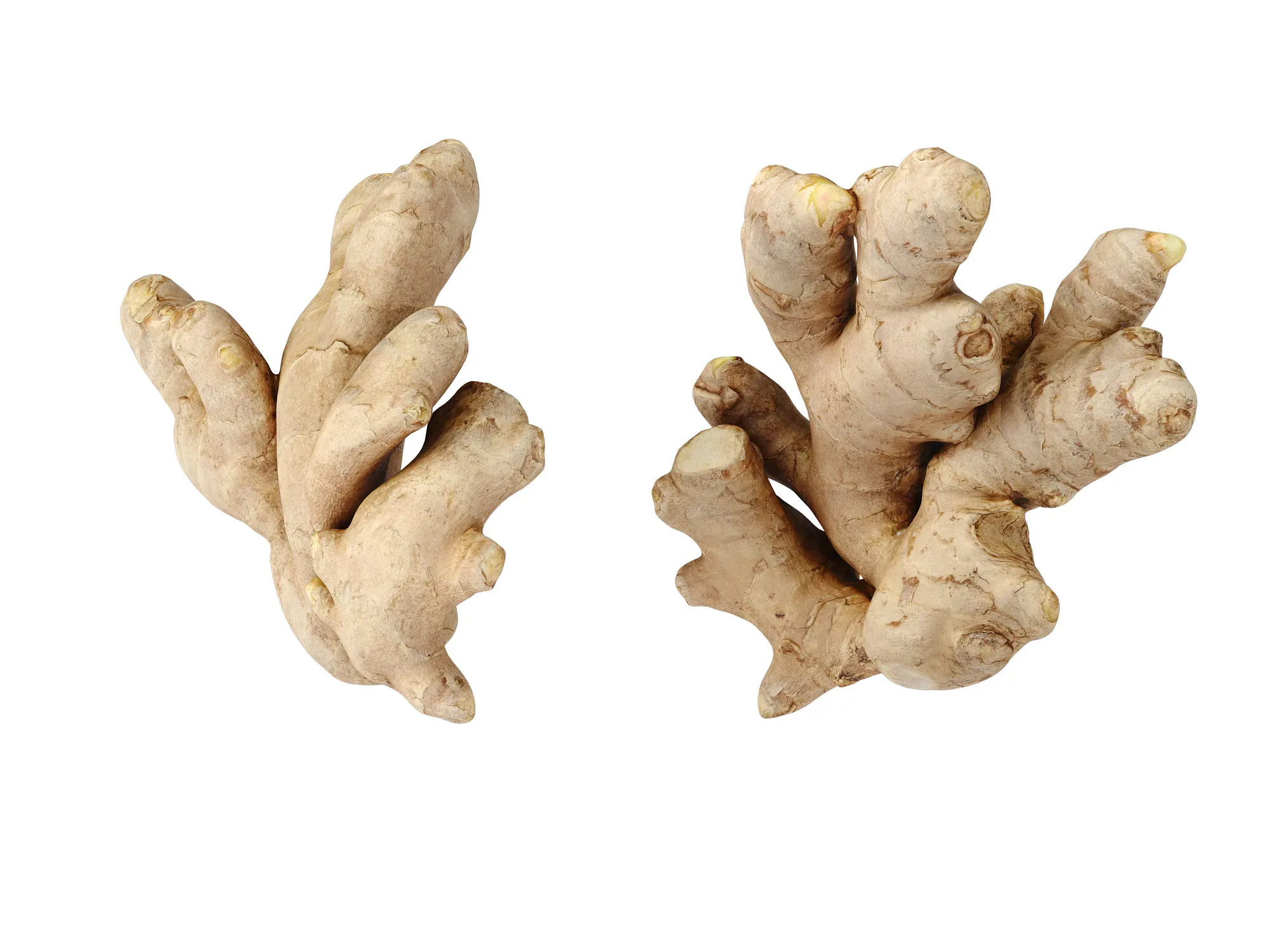 Ginger 4 Models - FlippedNormals