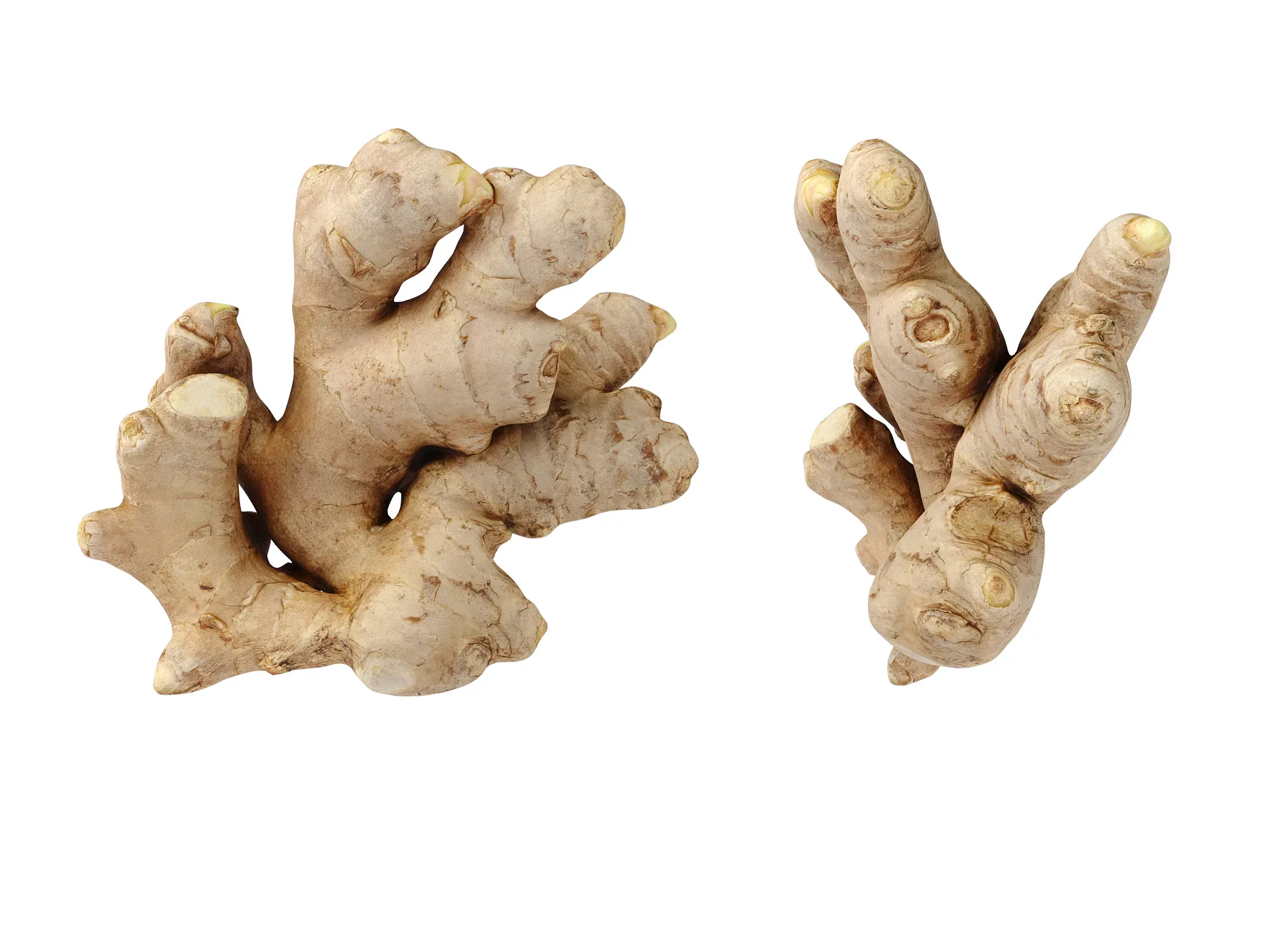 Ginger 4 Models - FlippedNormals