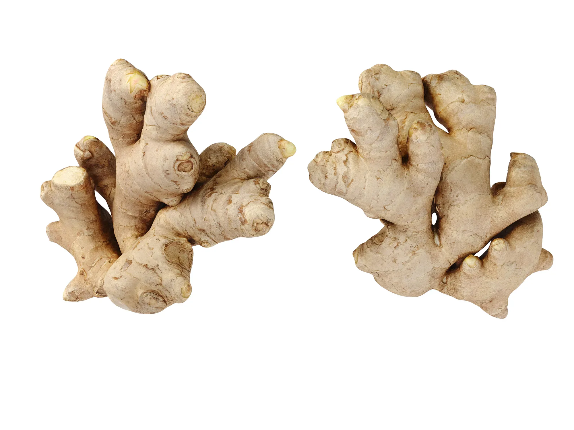 Ginger 4 Models - FlippedNormals