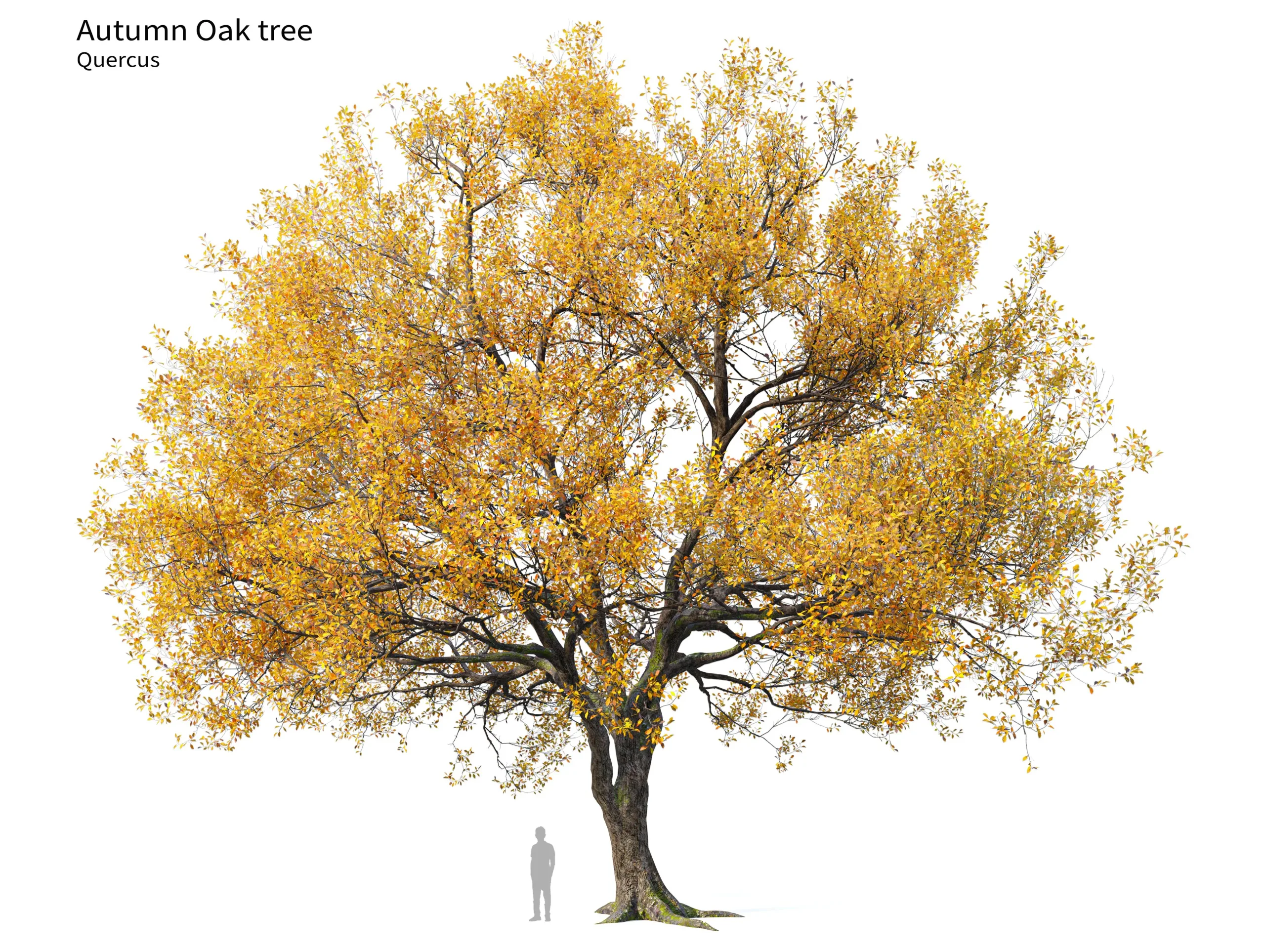 Autumn oak tree - FlippedNormals