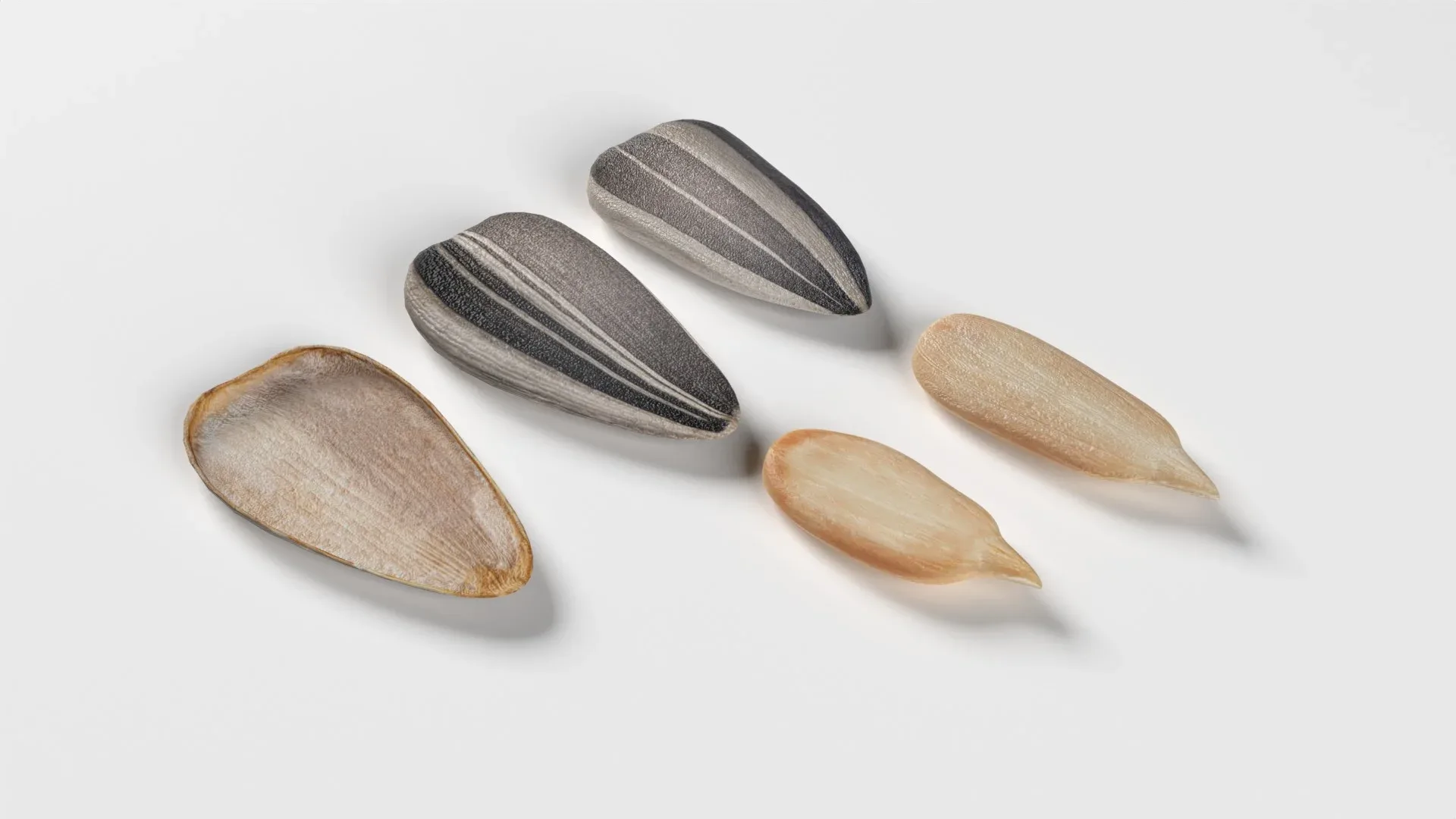 Sunflower seed collection - FlippedNormals