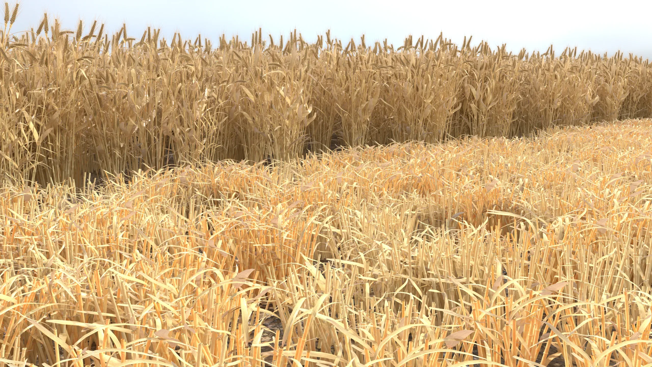 Wheat dried field - FlippedNormals