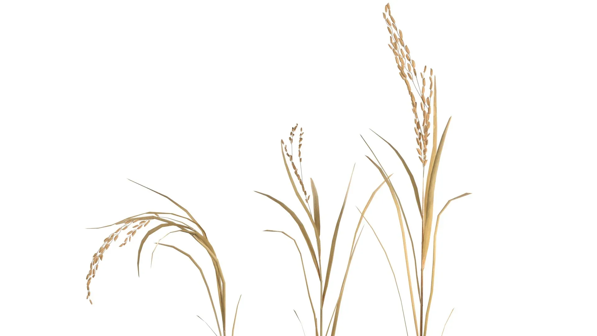 dried rice stalk - FlippedNormals