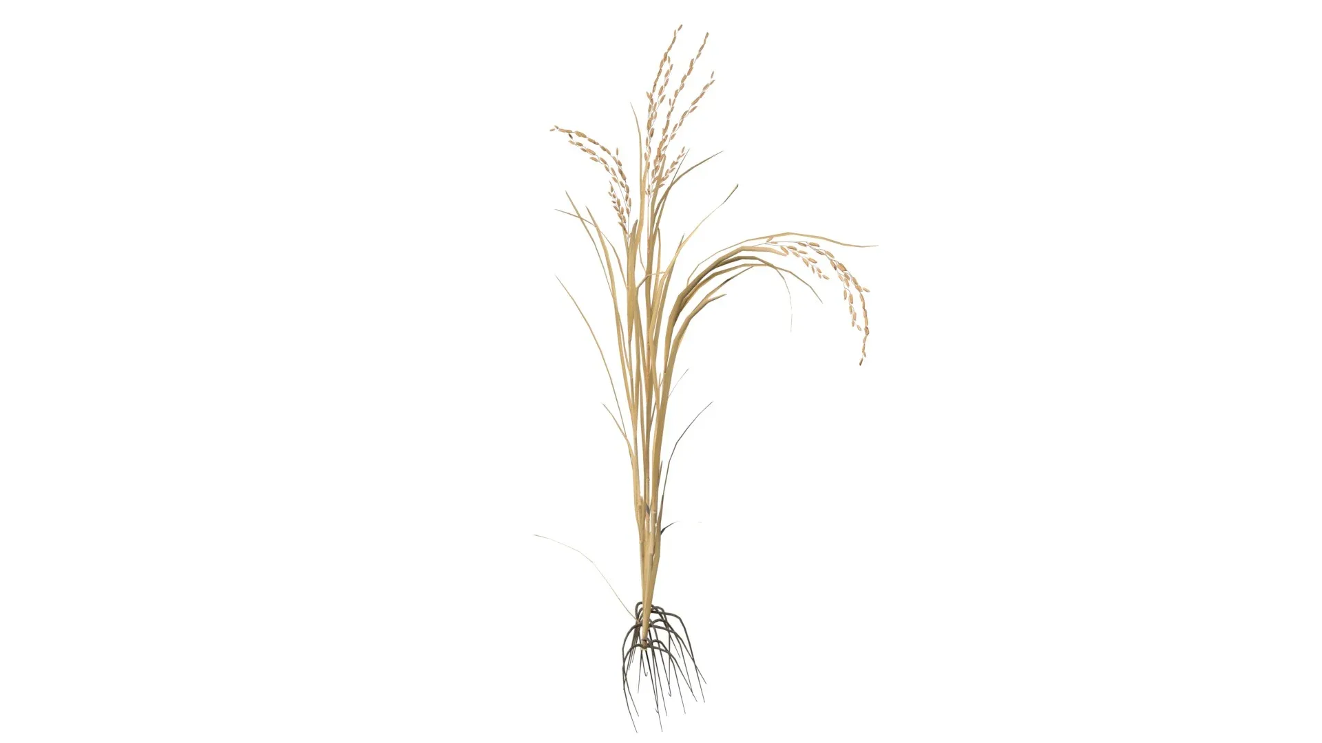 dried rice stalk - FlippedNormals