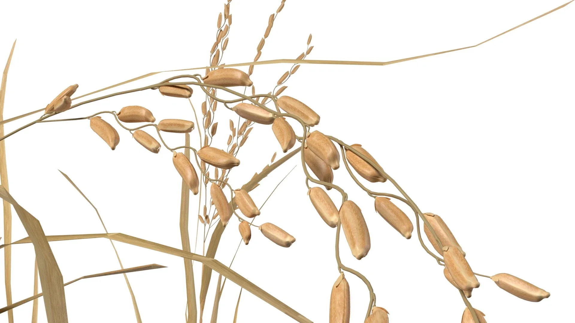 dried rice stalk - FlippedNormals