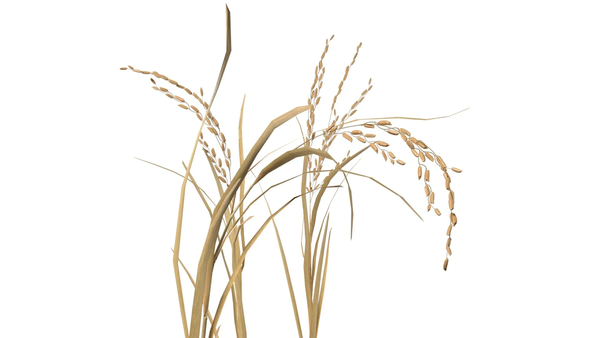 dried rice stalk - FlippedNormals