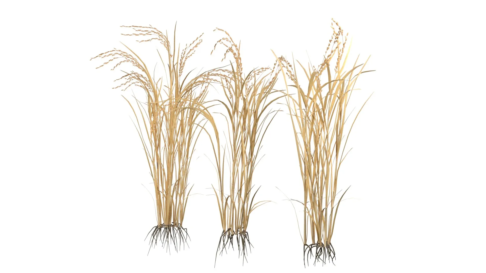 Dry rice bushes - FlippedNormals