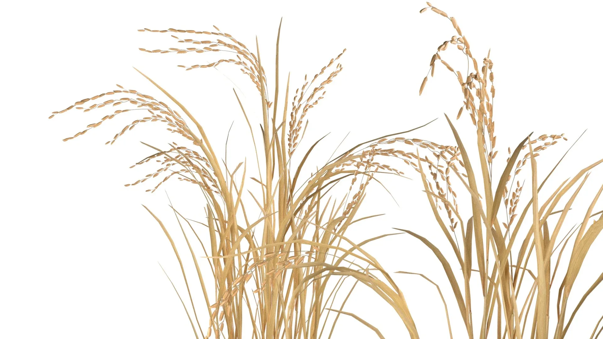 Dry rice bushes - FlippedNormals