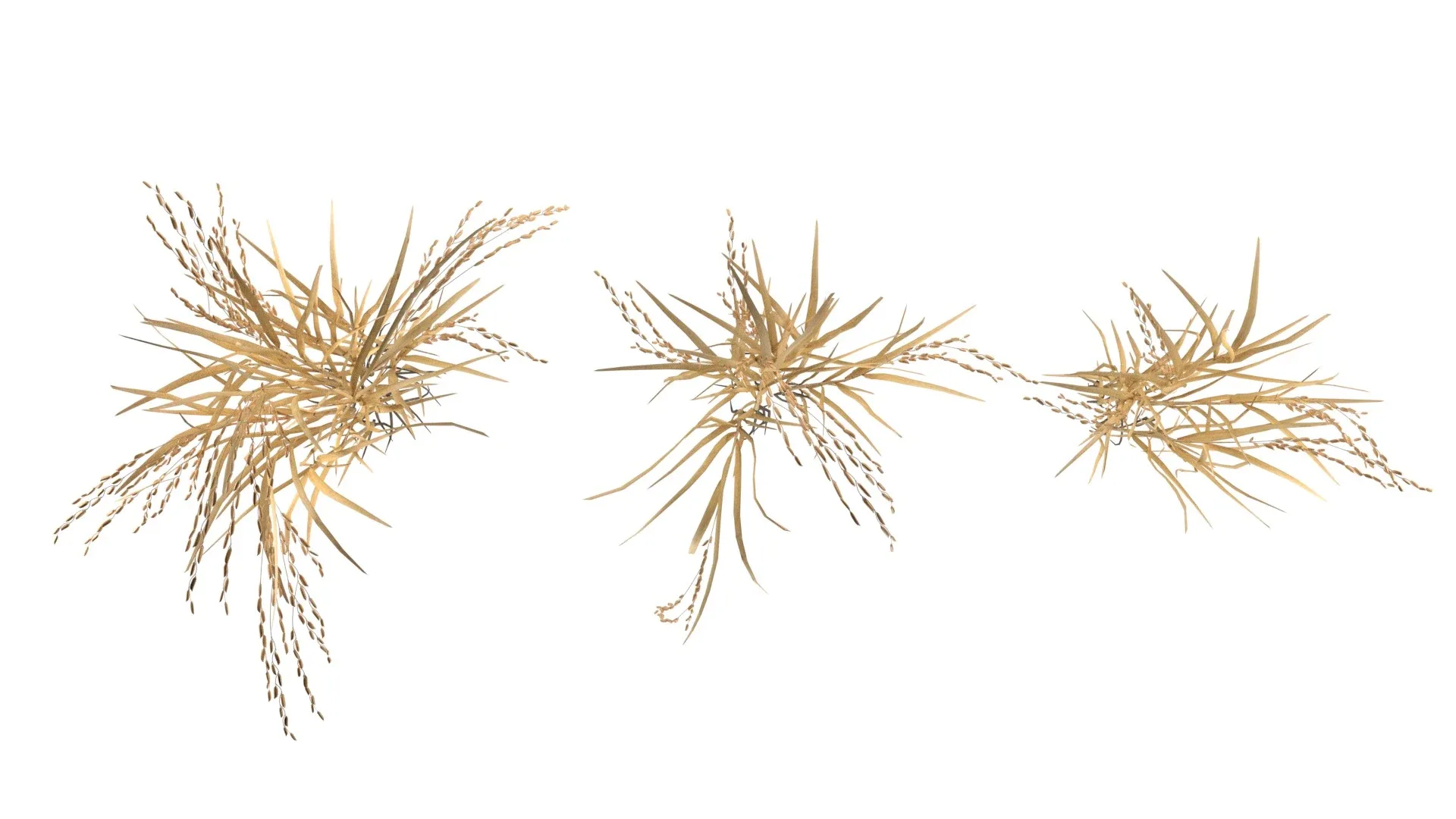 Dry rice bushes - FlippedNormals