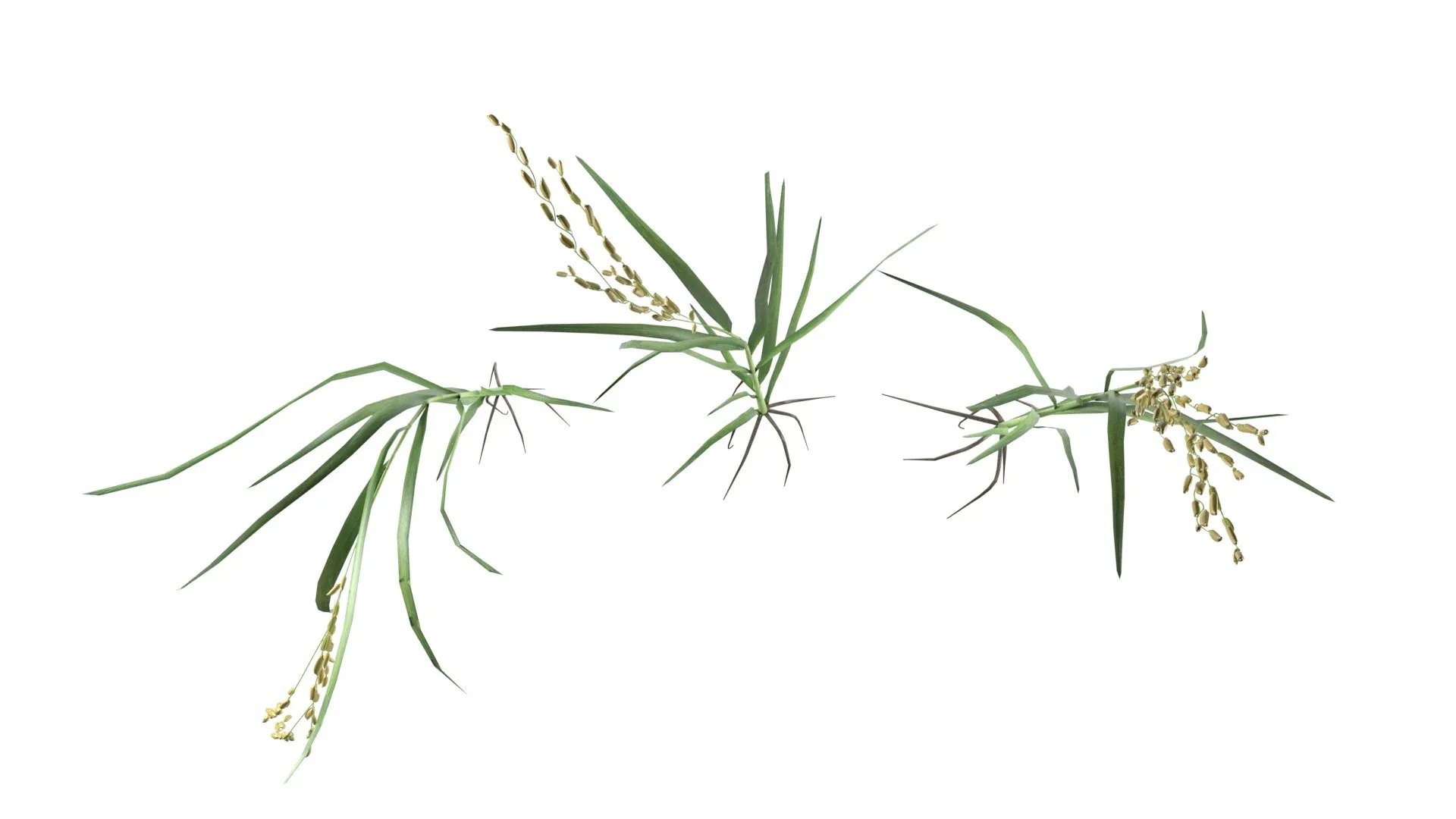 green rice stalk - FlippedNormals