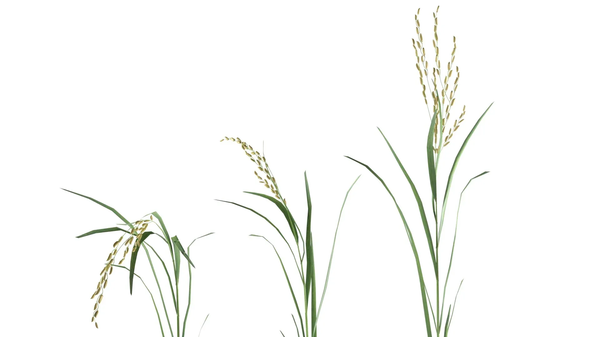 green rice stalk - FlippedNormals