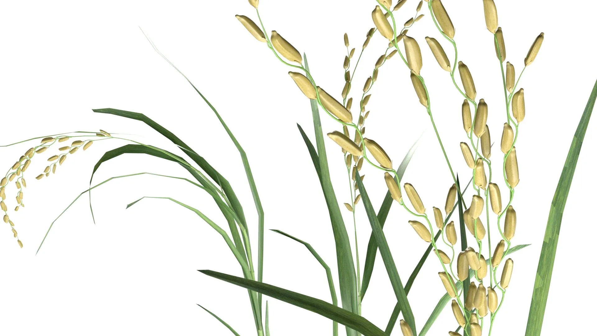 green rice stalk - FlippedNormals