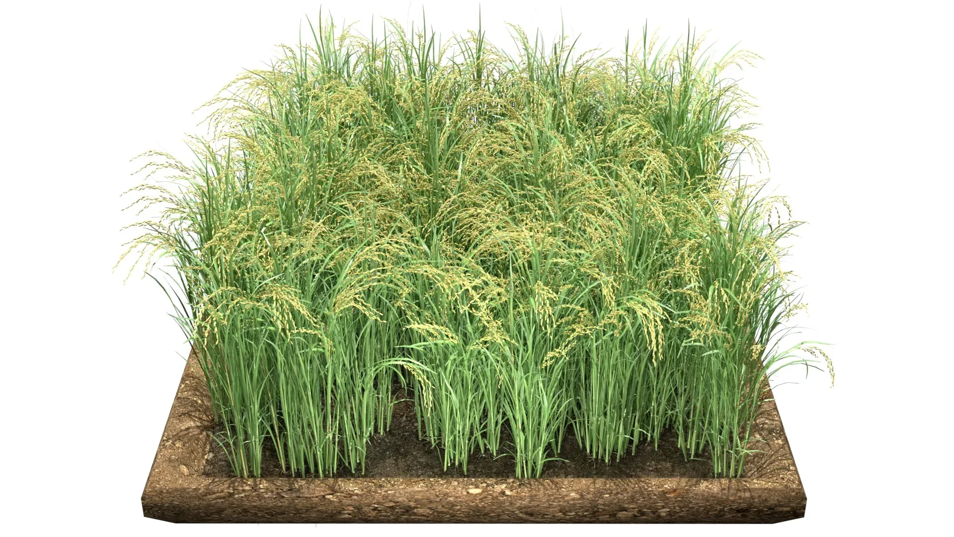 Rice grain and crop mega collection - FlippedNormals