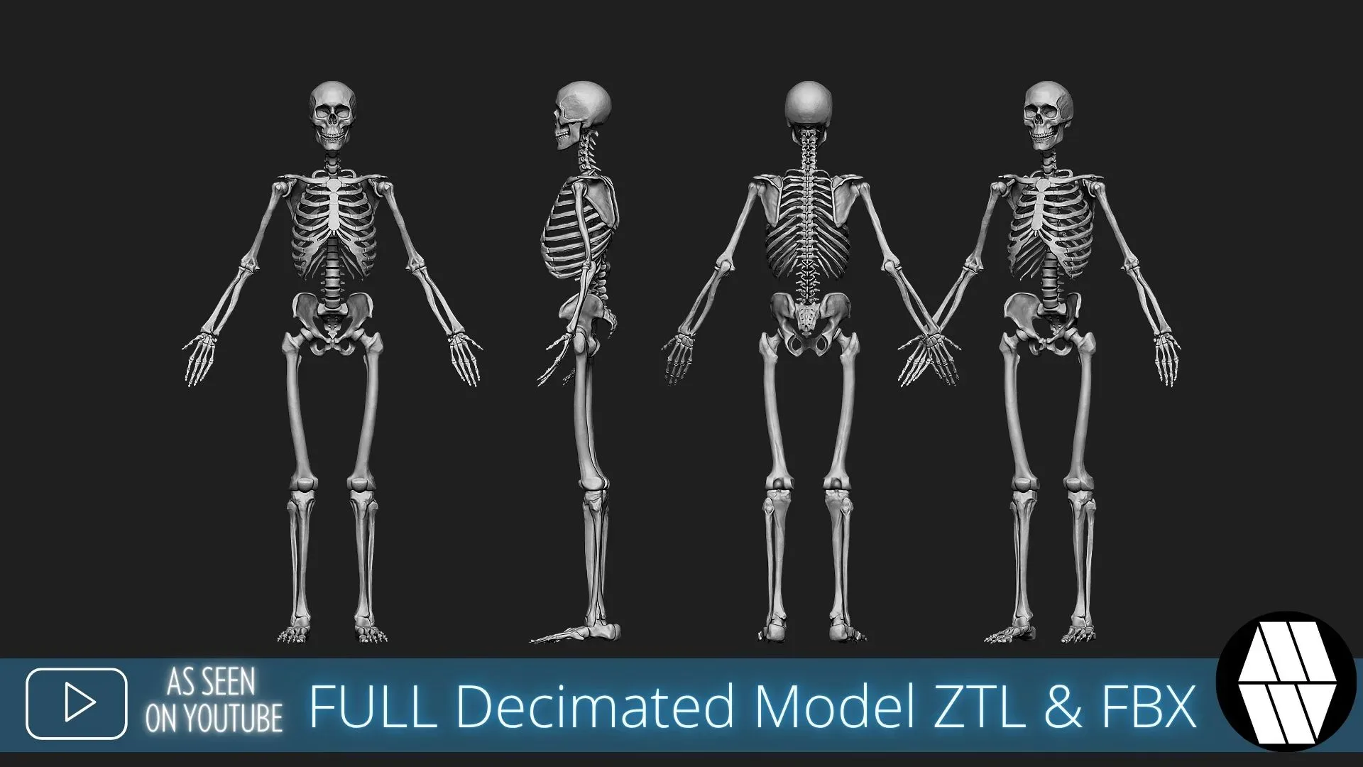 ZBrush Model: Human Skeleton Decimated - FlippedNormals