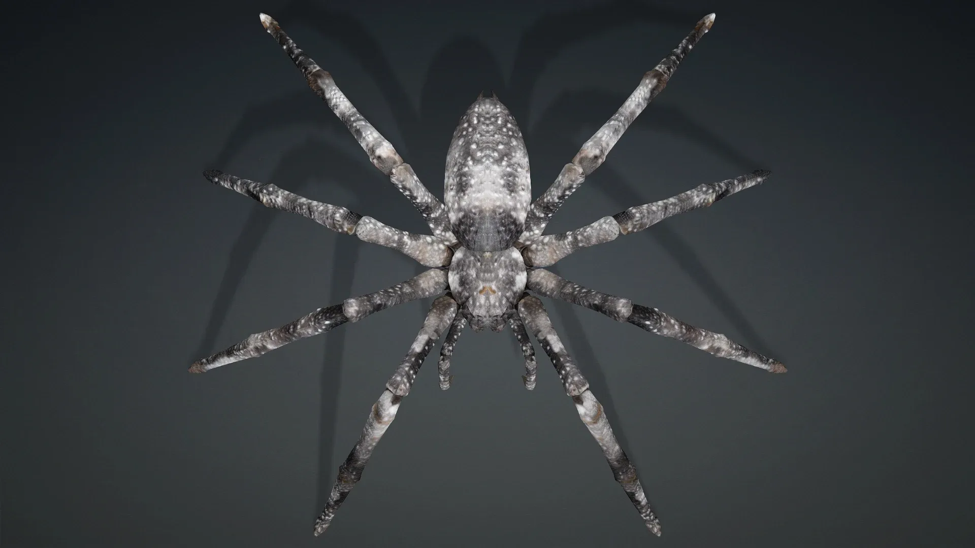 Spider_V2 - FlippedNormals