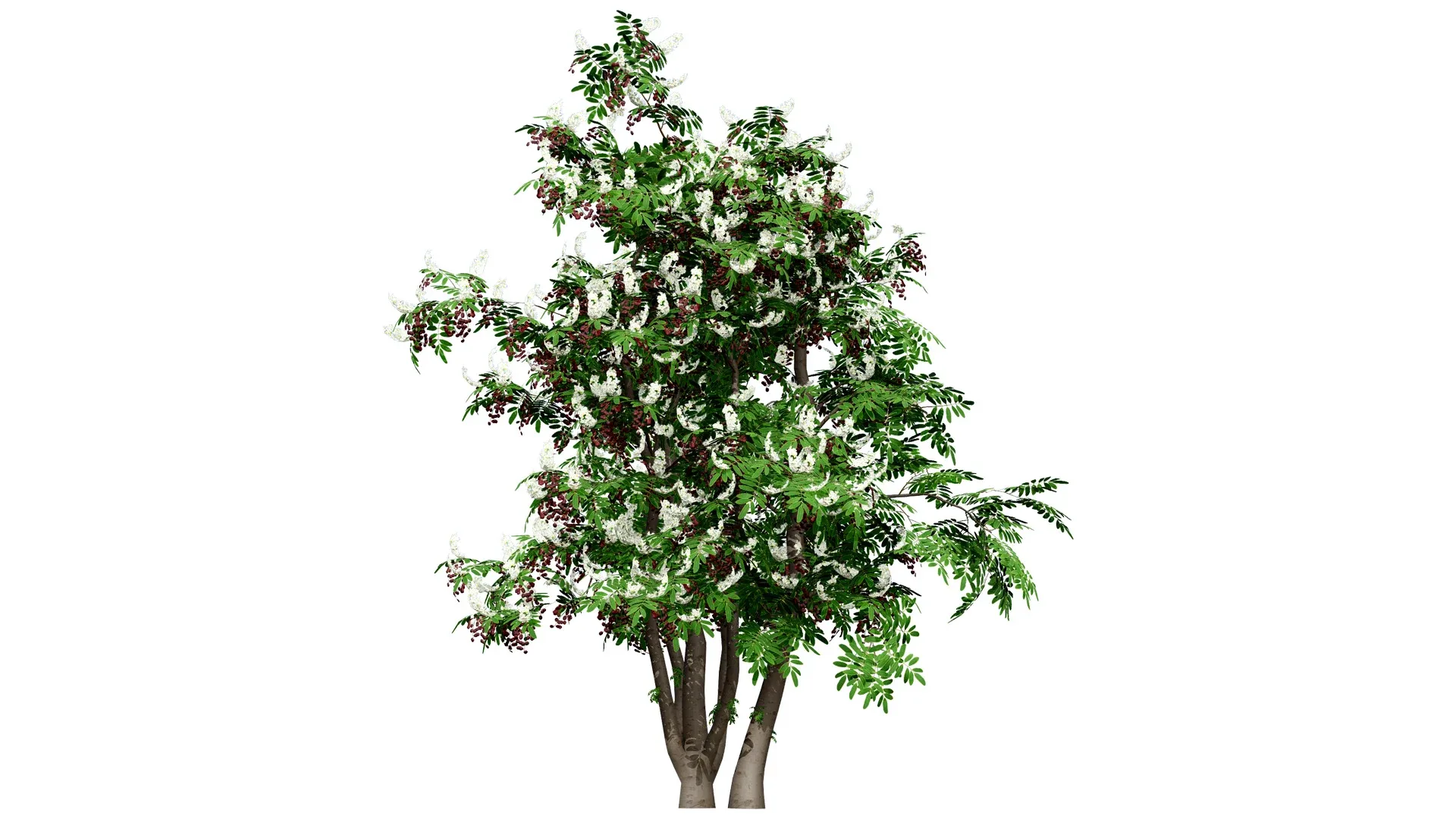 Cherry Laurel & Rowan 3D Model - FlippedNormals