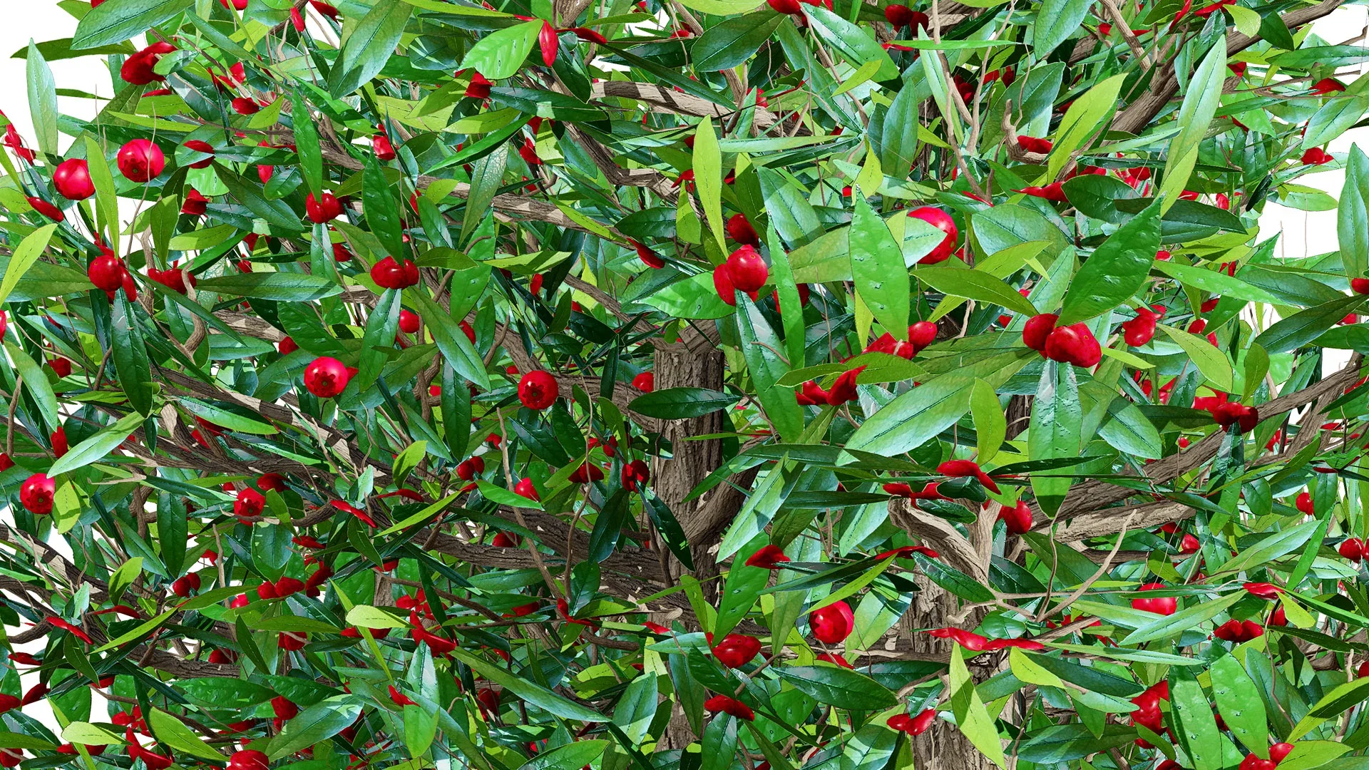 South African Miracle Berry Plant - FlippedNormals