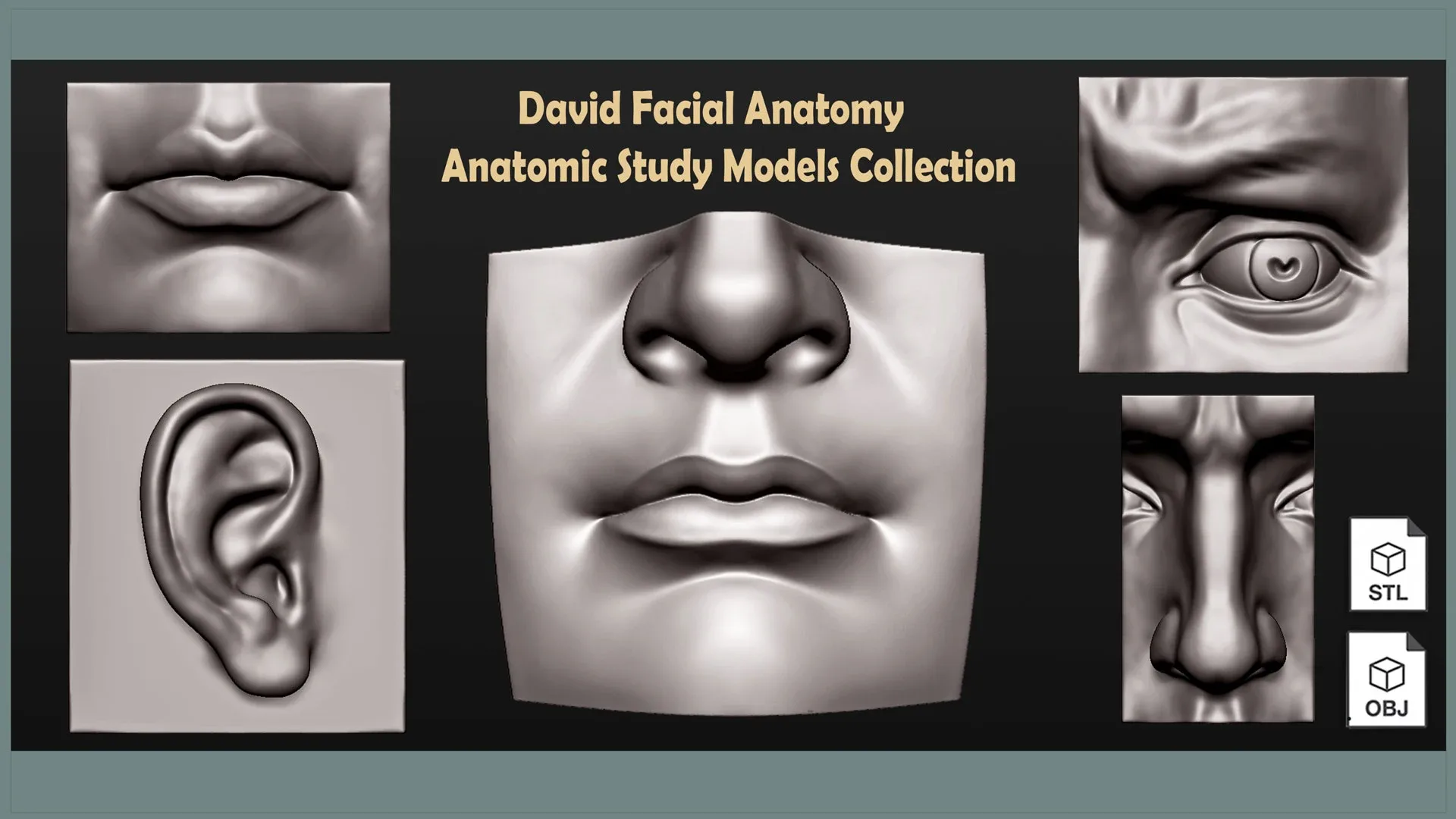 David Facial Anatomy – Anatomic - FlippedNormals