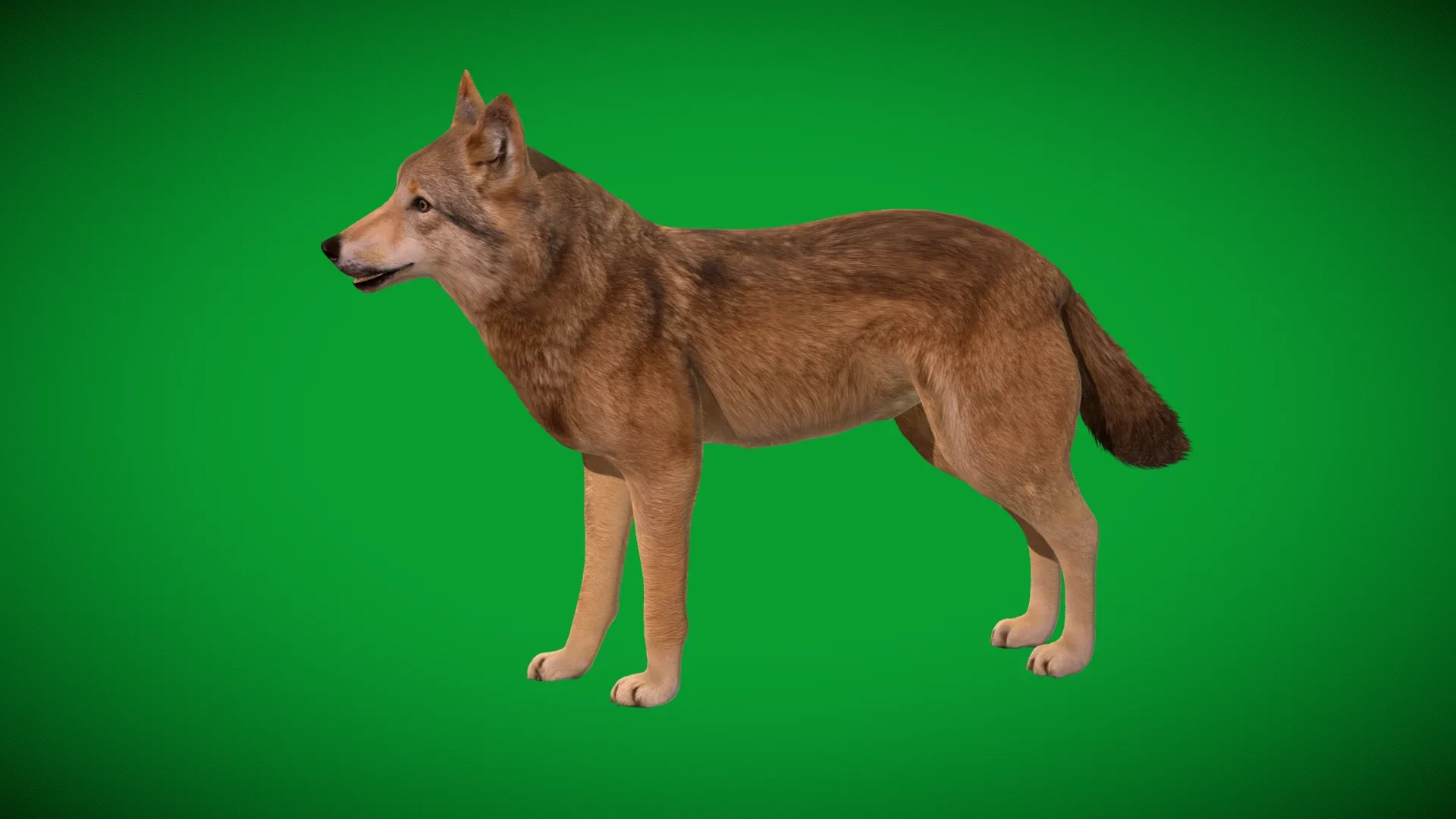 Eurasian Grey Wolf - FlippedNormals