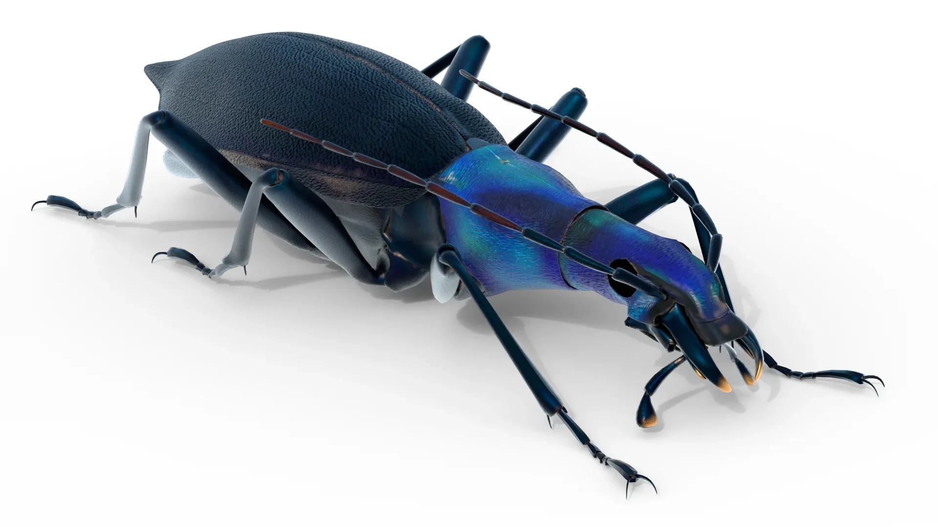 Damaster blaptoides goliath ground - FlippedNormals