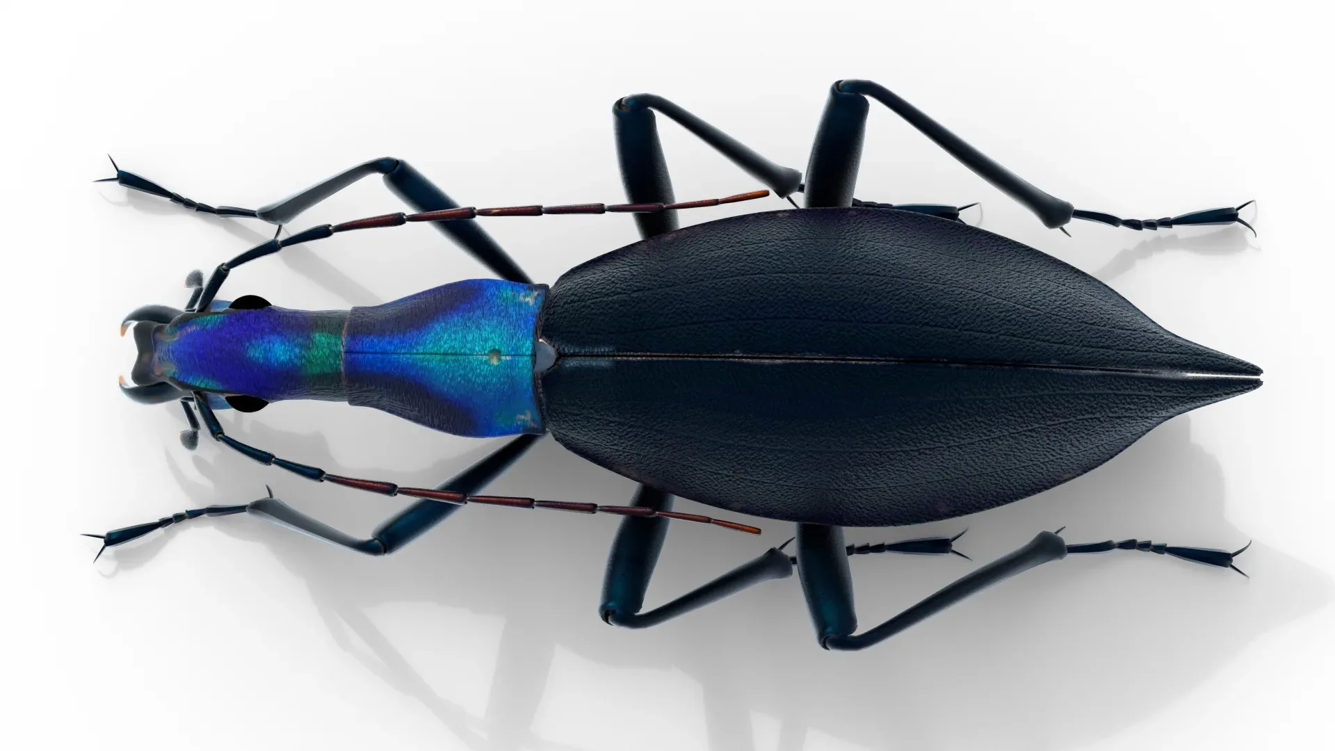 Damaster blaptoides goliath ground - FlippedNormals