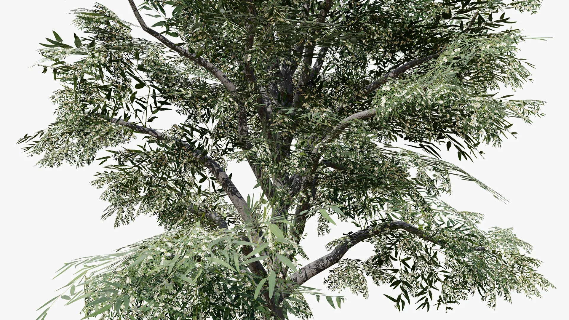 Moroccan Tree Pack - FlippedNormals