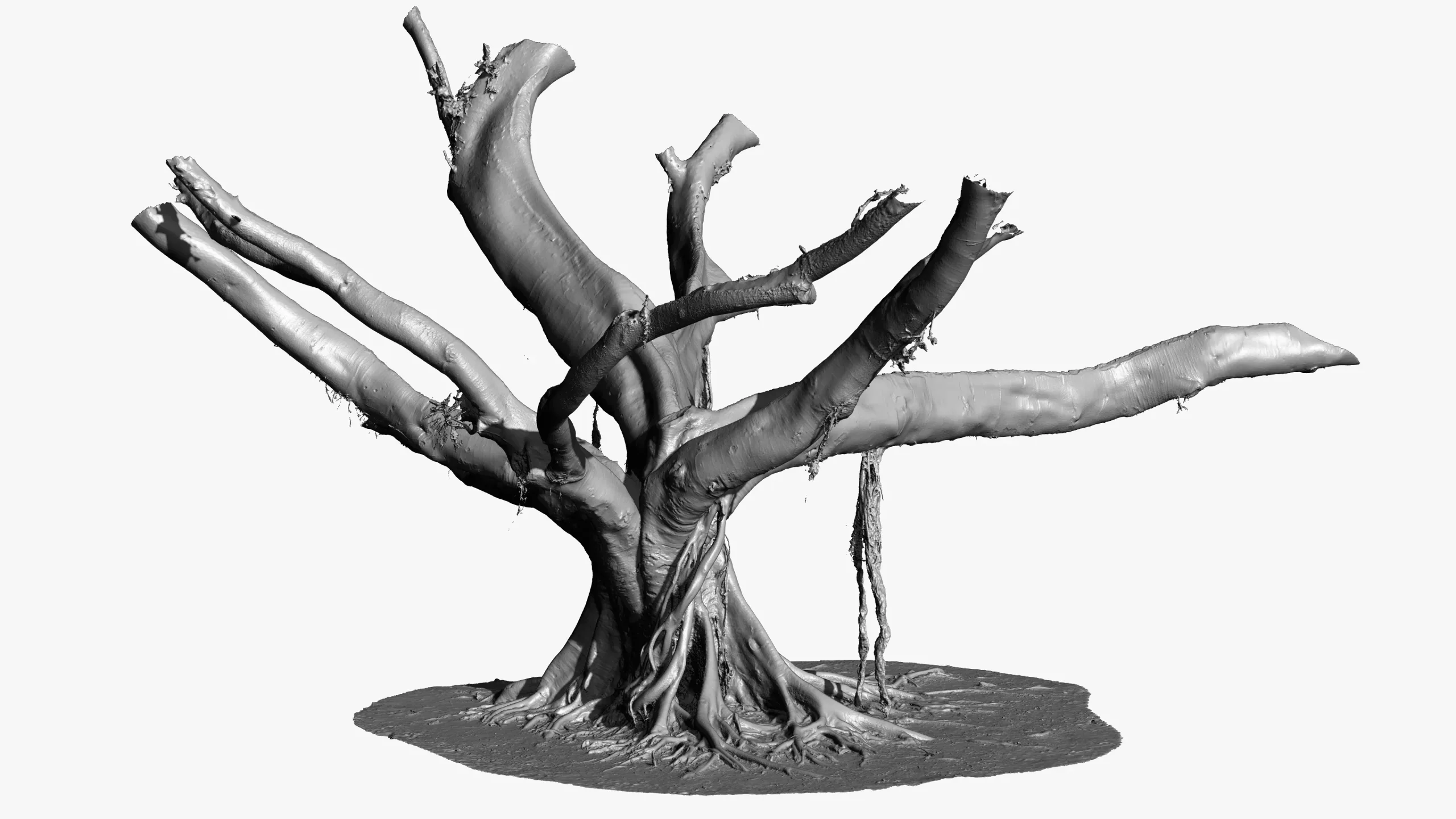 Giant Ficus Tree #3 RAW 3D Scan - FlippedNormals