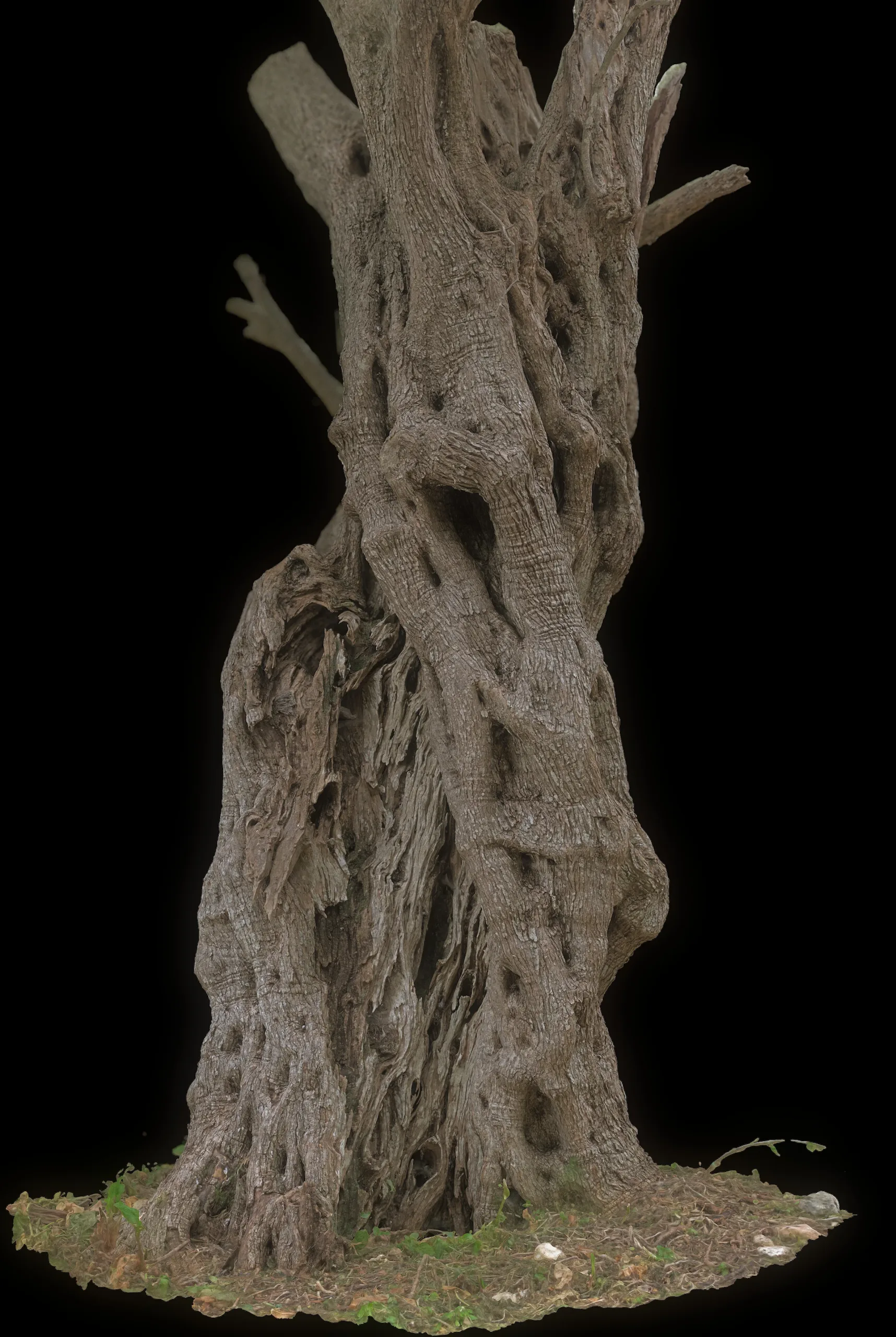 Ancient Olive Tree #5 RAW 3D Scan - FlippedNormals