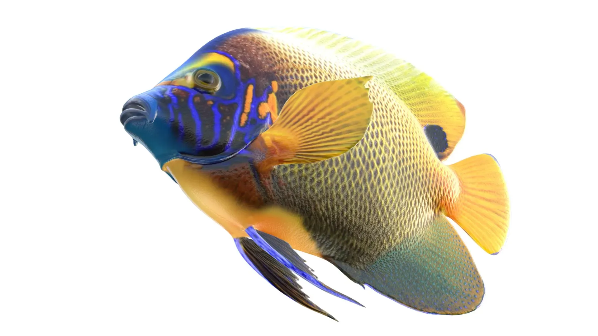Angelfish BlueFace fish - FlippedNormals