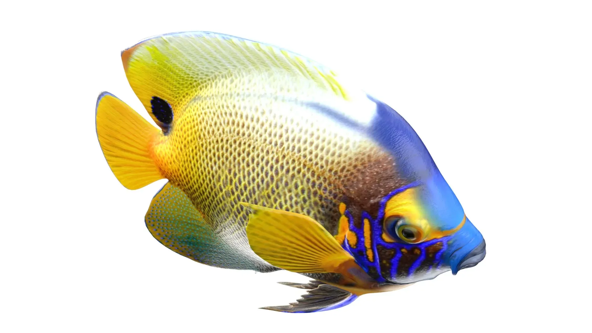 Angelfish BlueFace fish - FlippedNormals