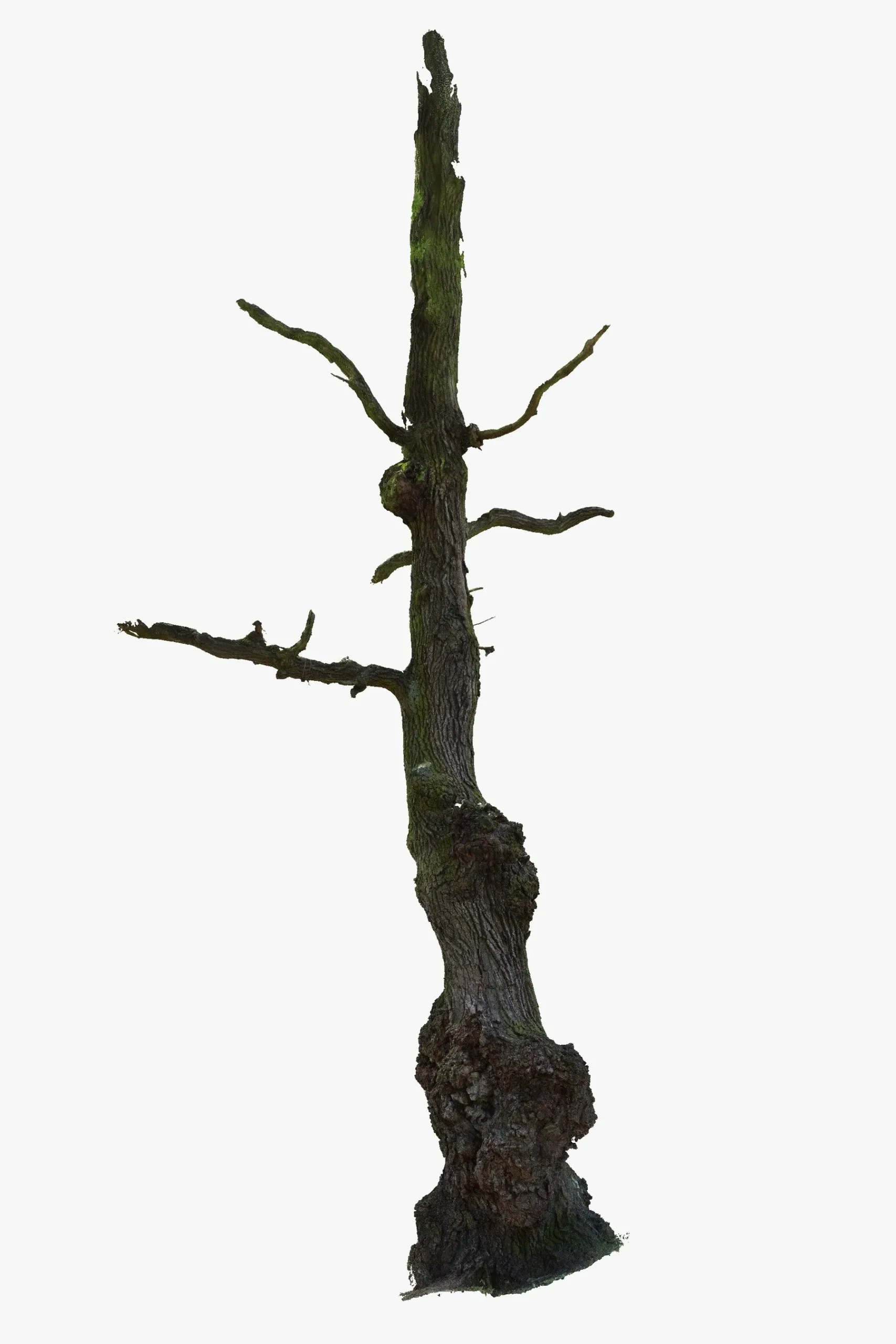 Ancient OAK Tree Trunk RAW 3D Scan - FlippedNormals