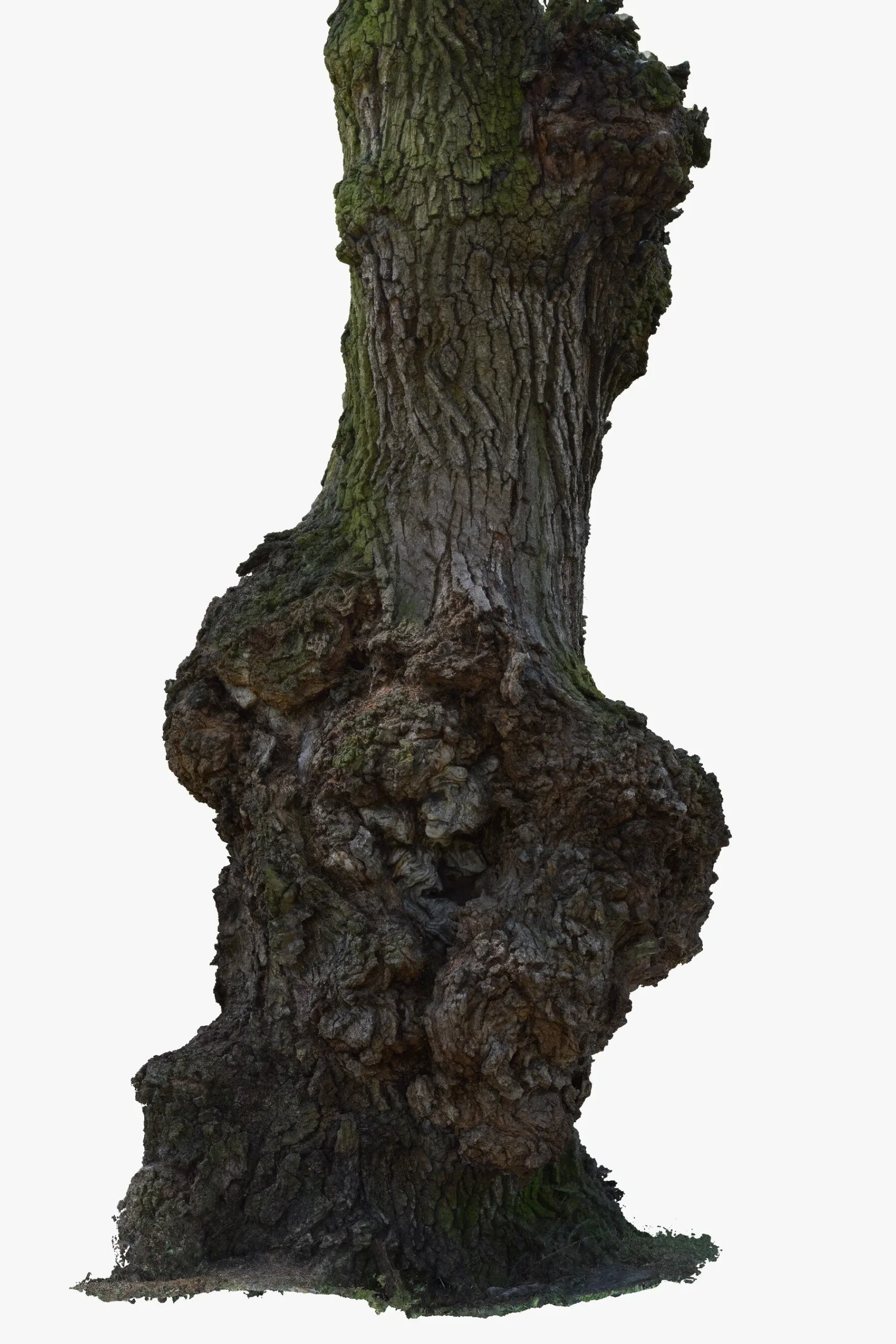 Ancient OAK Tree Trunk RAW 3D Scan - FlippedNormals