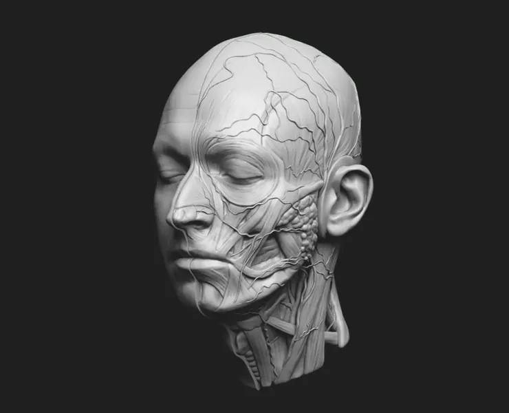 Head Anatomy Ecorche - FlippedNormals