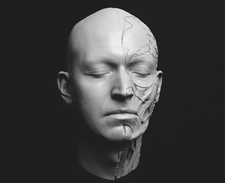 Head Anatomy Ecorche - FlippedNormals
